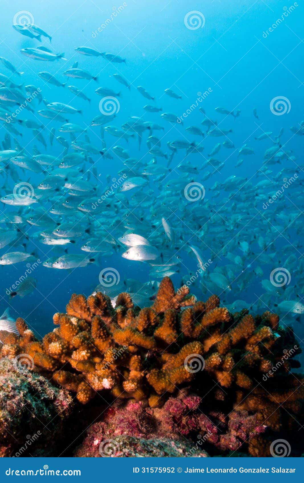 Baja Reef stock photo. Image of gorgonian, pacific, people - 31575952