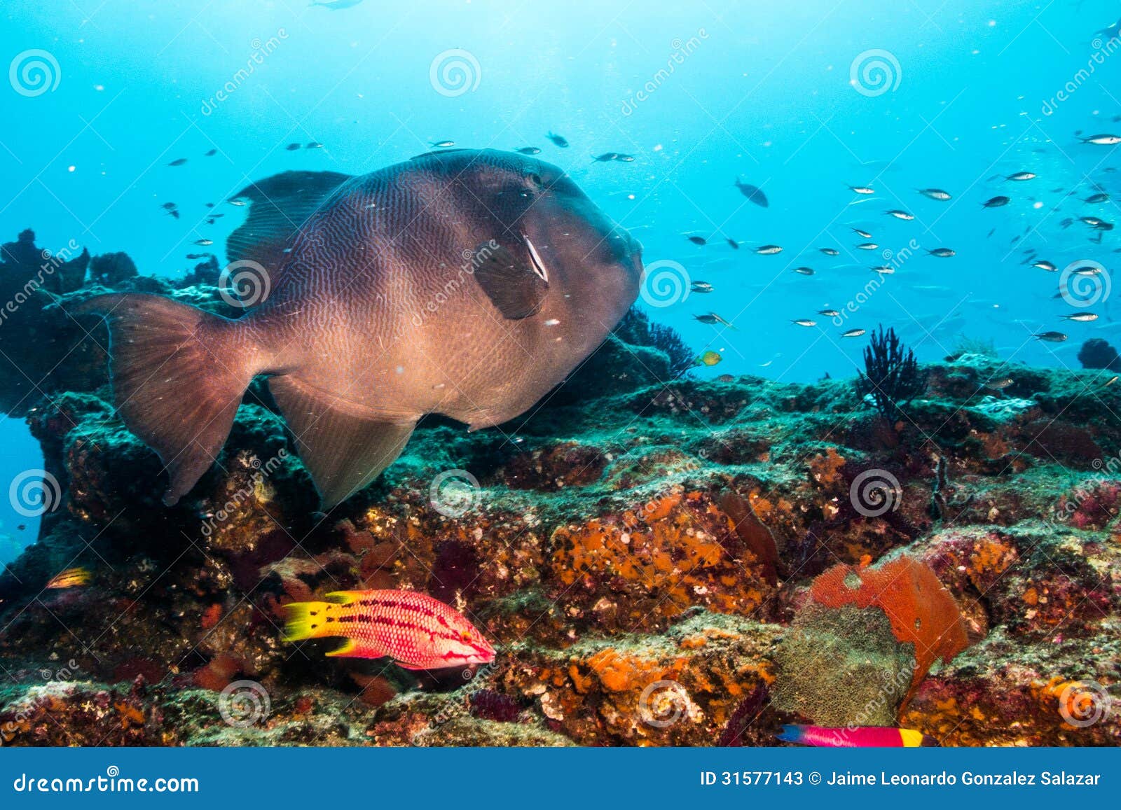 Baja Reef stock image. Image of colony, national, north - 31577143