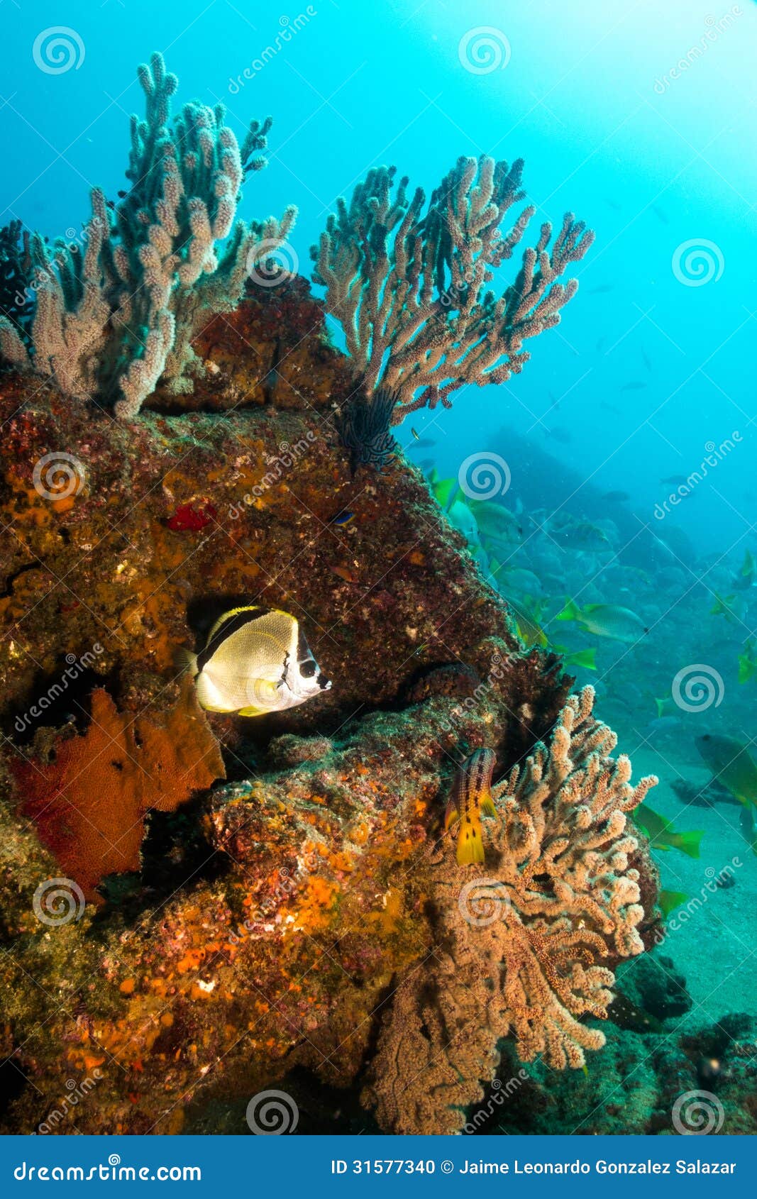Baja Reef stock photo. Image of california, endangered - 31577340