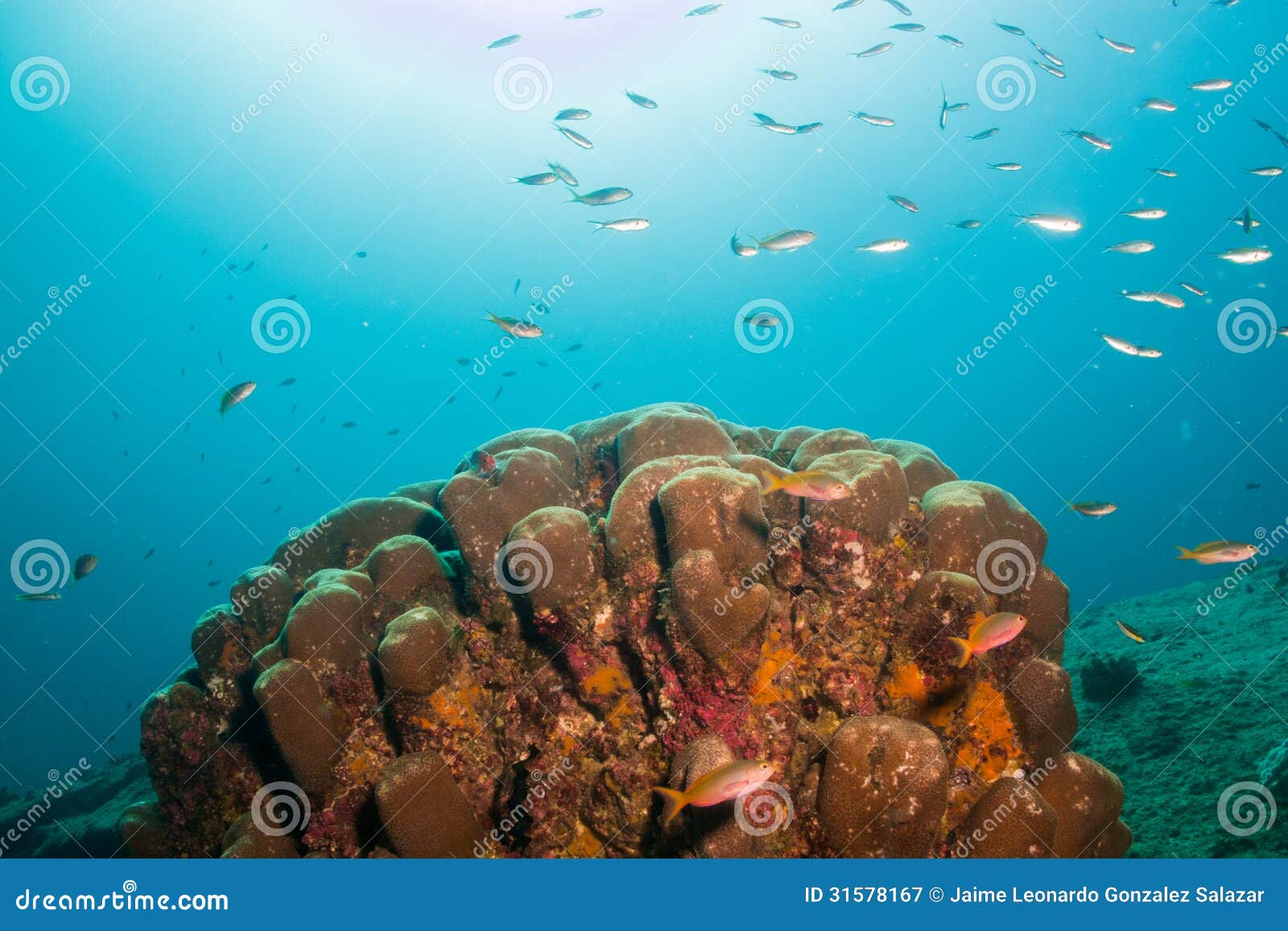 Baja Reef stock image. Image of marine, preserved, park - 31578167