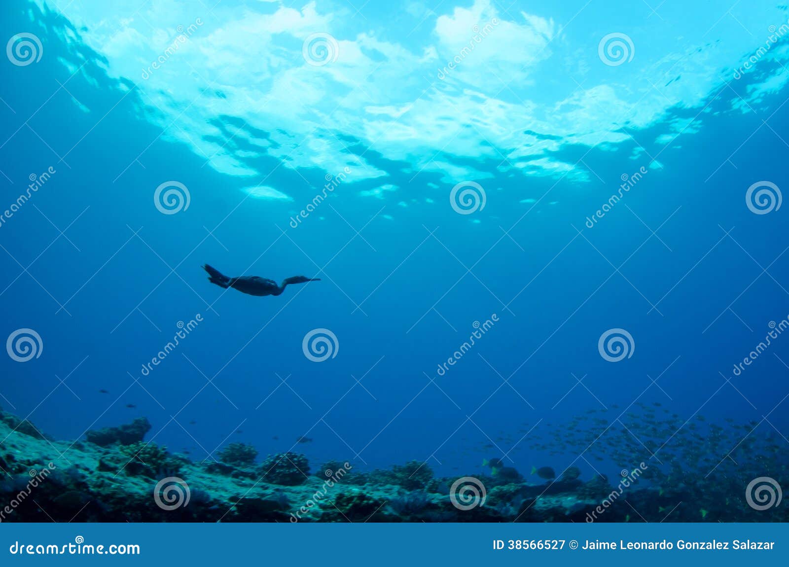 Baja Reef stock image. Image of mexico, people, marine - 38566527