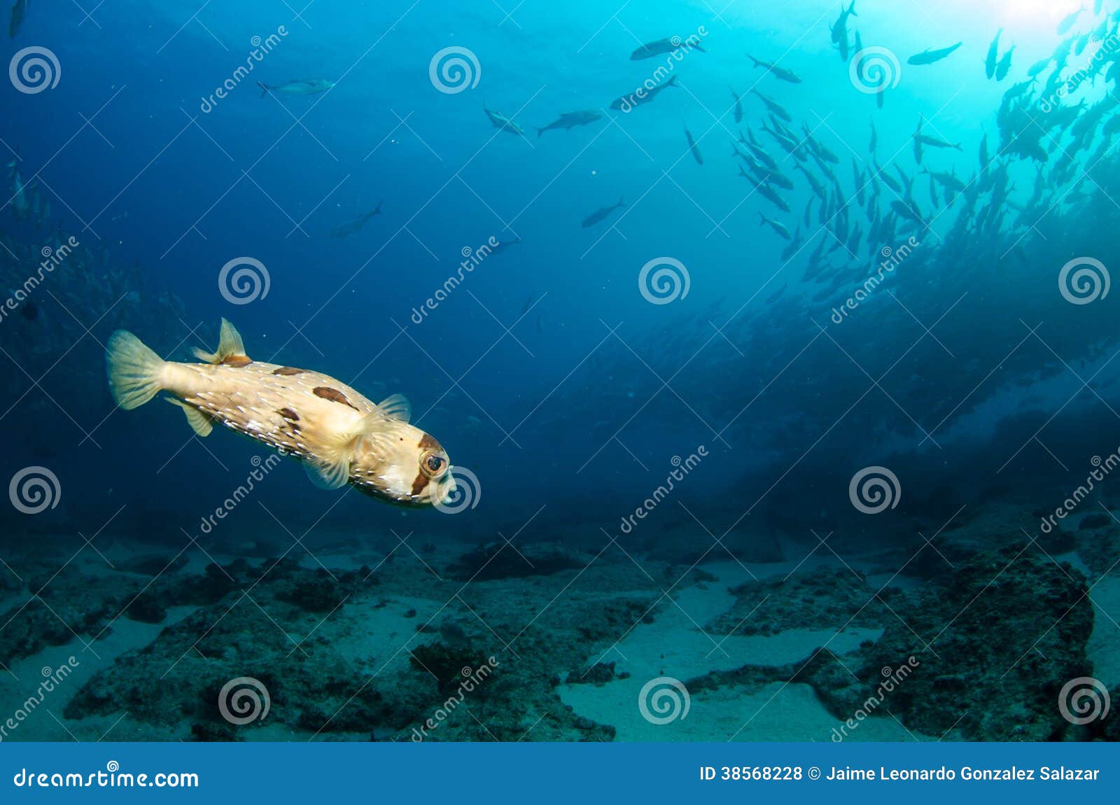Baja Reef stock photo. Image of gorgonian, diving, national - 38568228