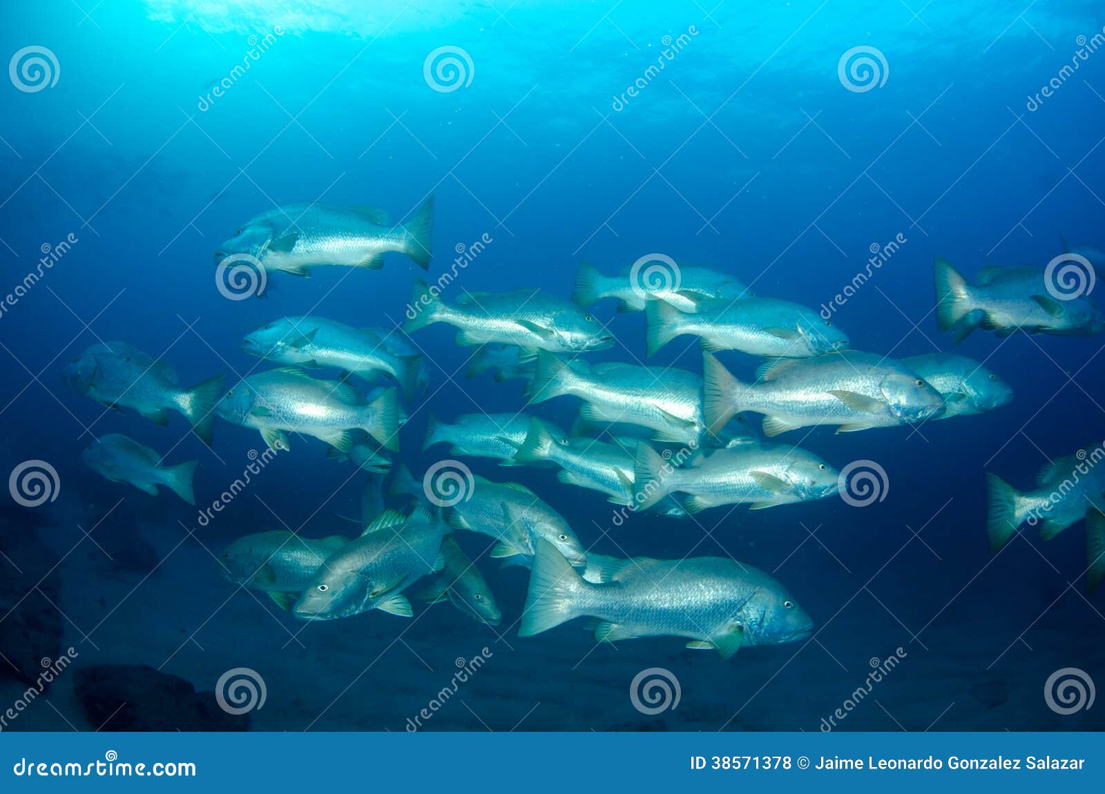 Baja Reef stock photo. Image of groups, gulf, lightingno - 38571378