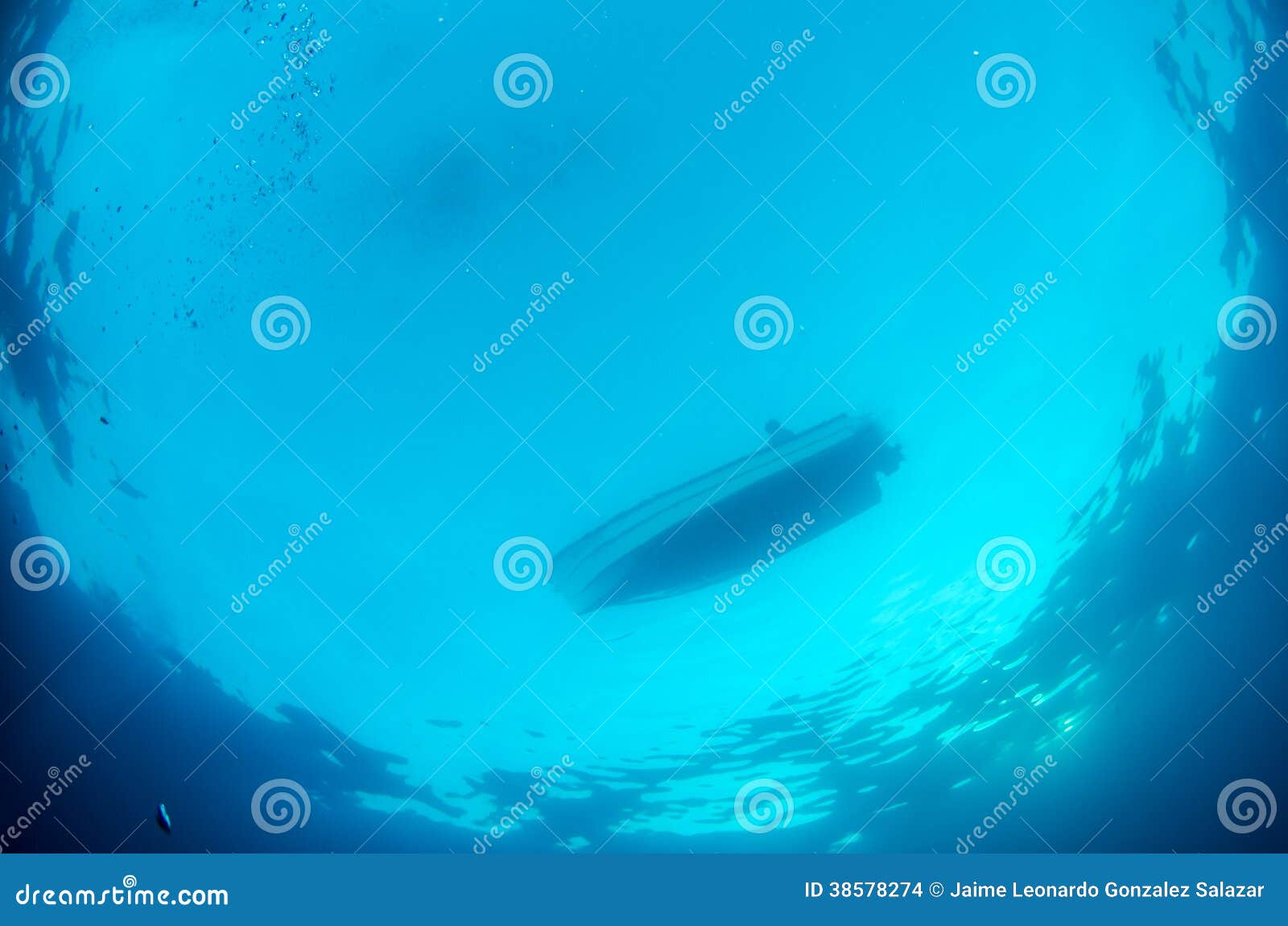 Baja Reef stock photo. Image of diving, cortez, fish - 38578274