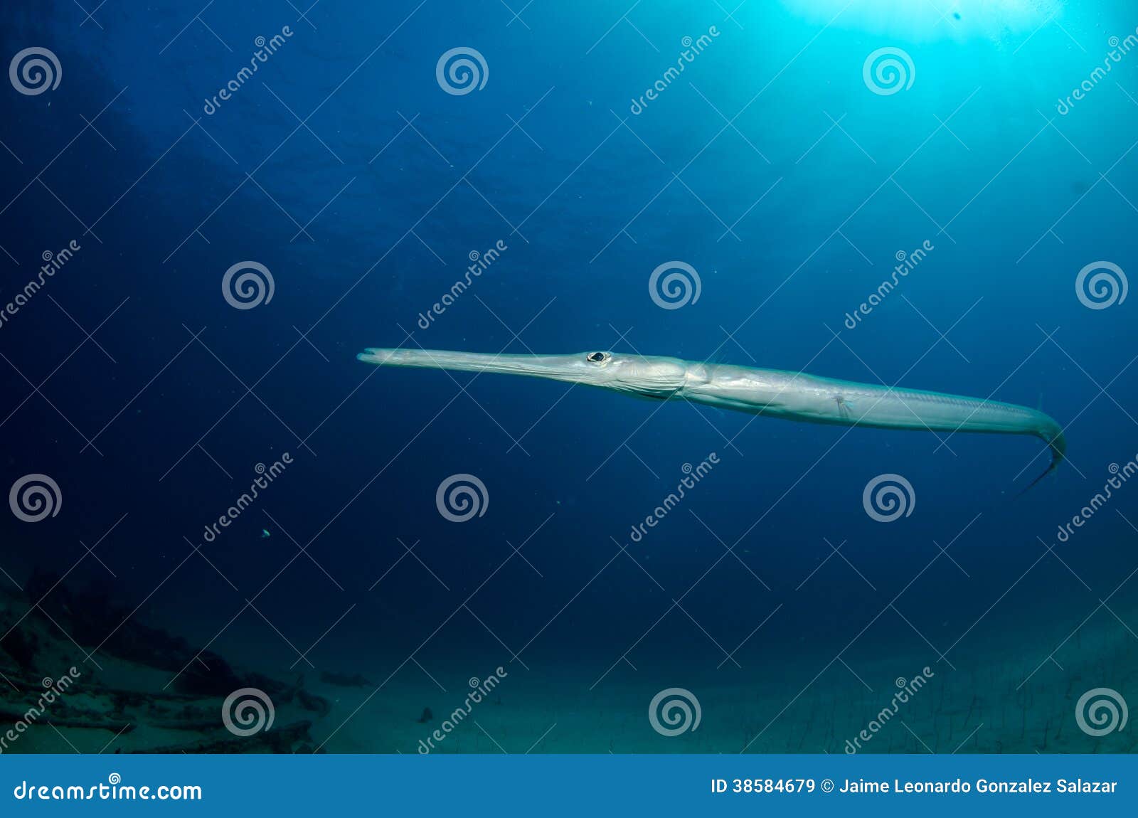 Baja Reef stock image. Image of mexico, heritage, desert - 38584679