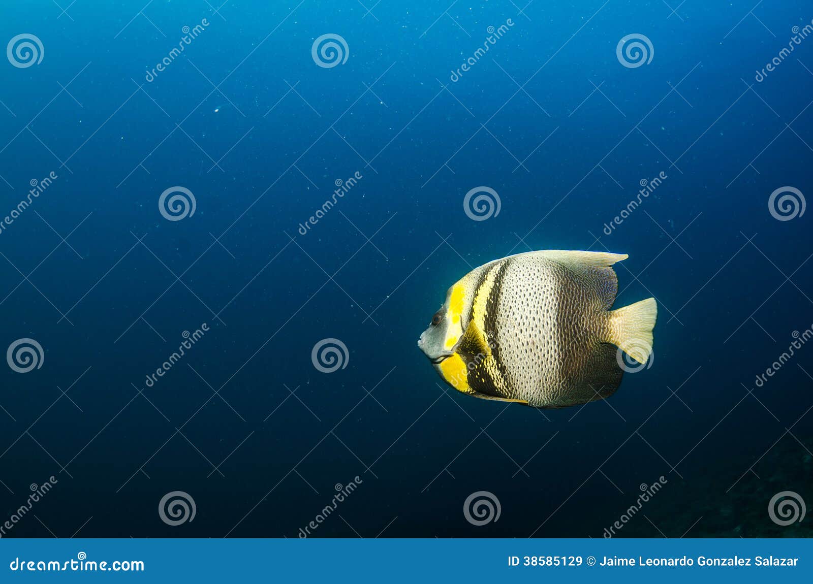 Baja Reef stock image. Image of heritage, preserved, marine - 38585129