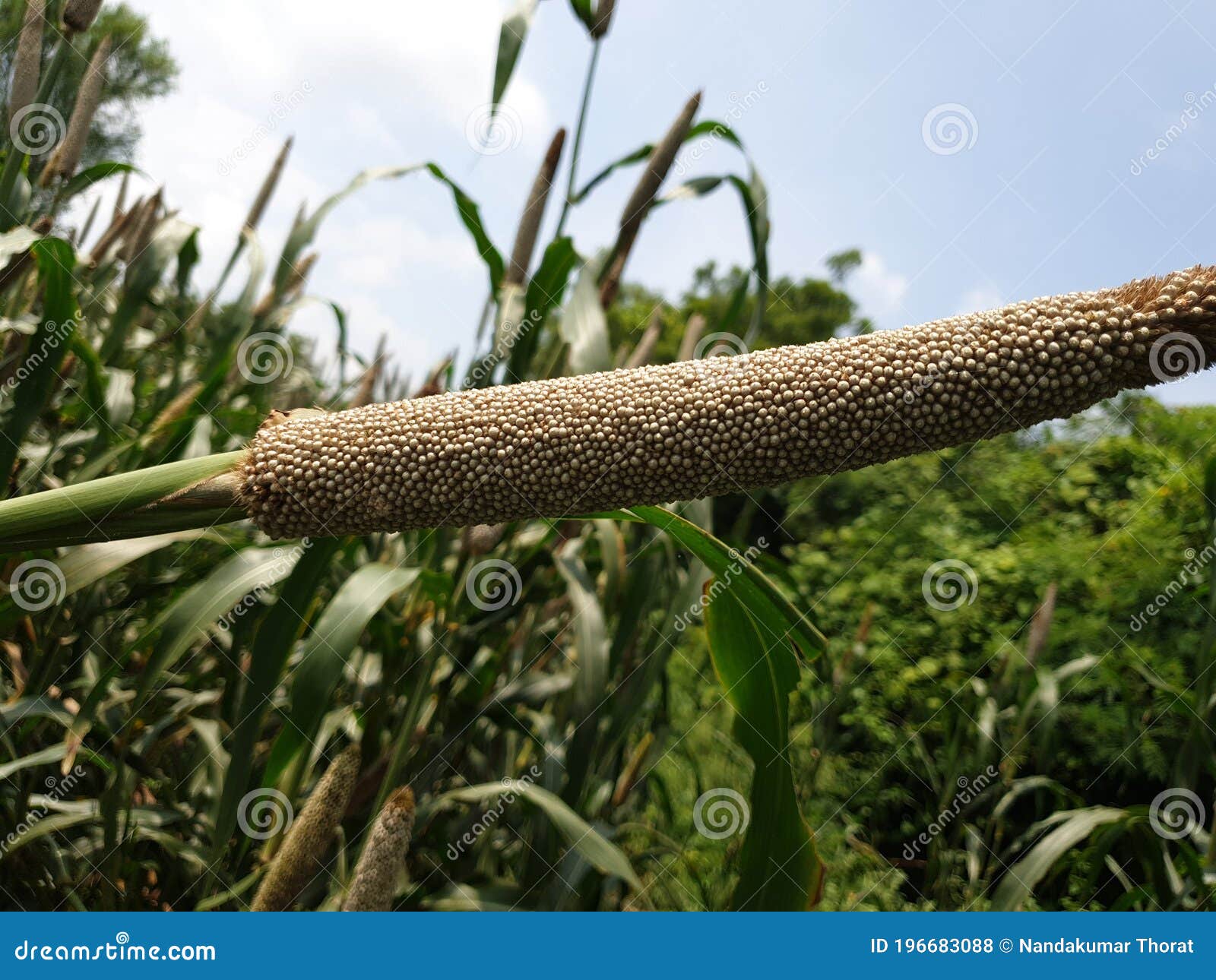 This is a bajara crop stock photo. Image of agriculture - 196683088