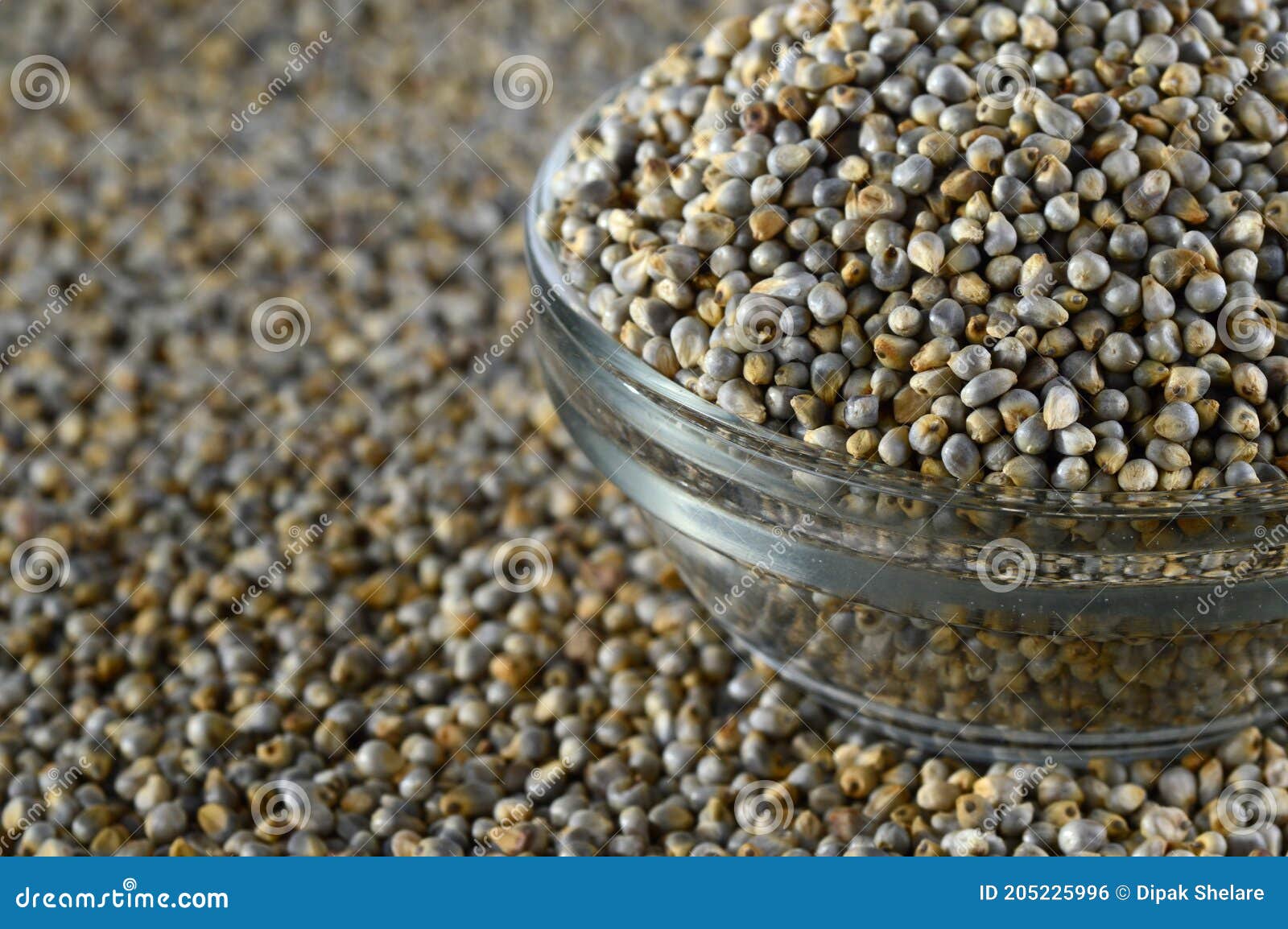 Bajra Or Pearl Millet Plants Bottom View With Blue Sky Stock Photo ...