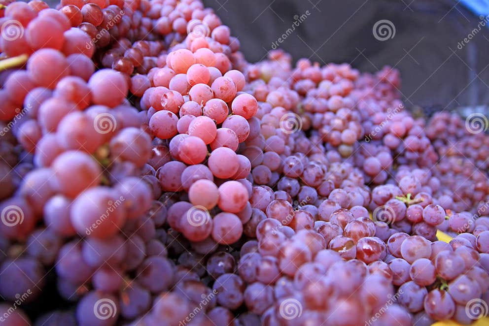 Bak Van Rode En Groene Druiven Stock Afbeelding - Image of duits, zuren ...