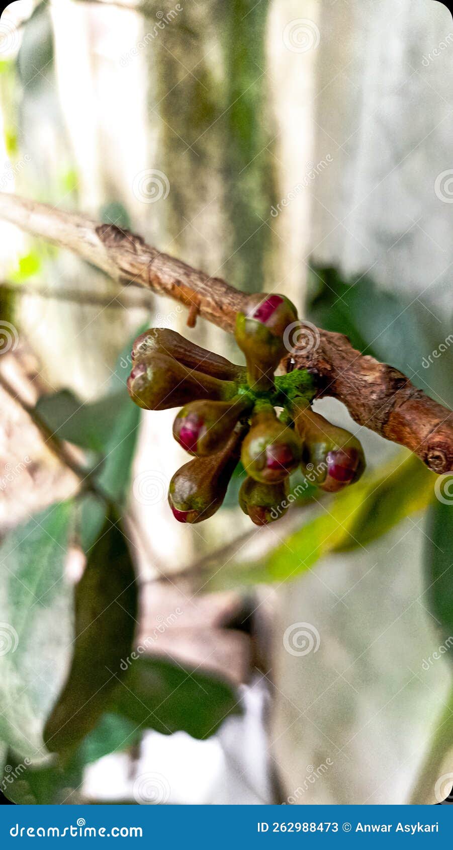 Bakal Bunga Dari Jambu Bol Will Flower from the Great Guava Stock Image ...