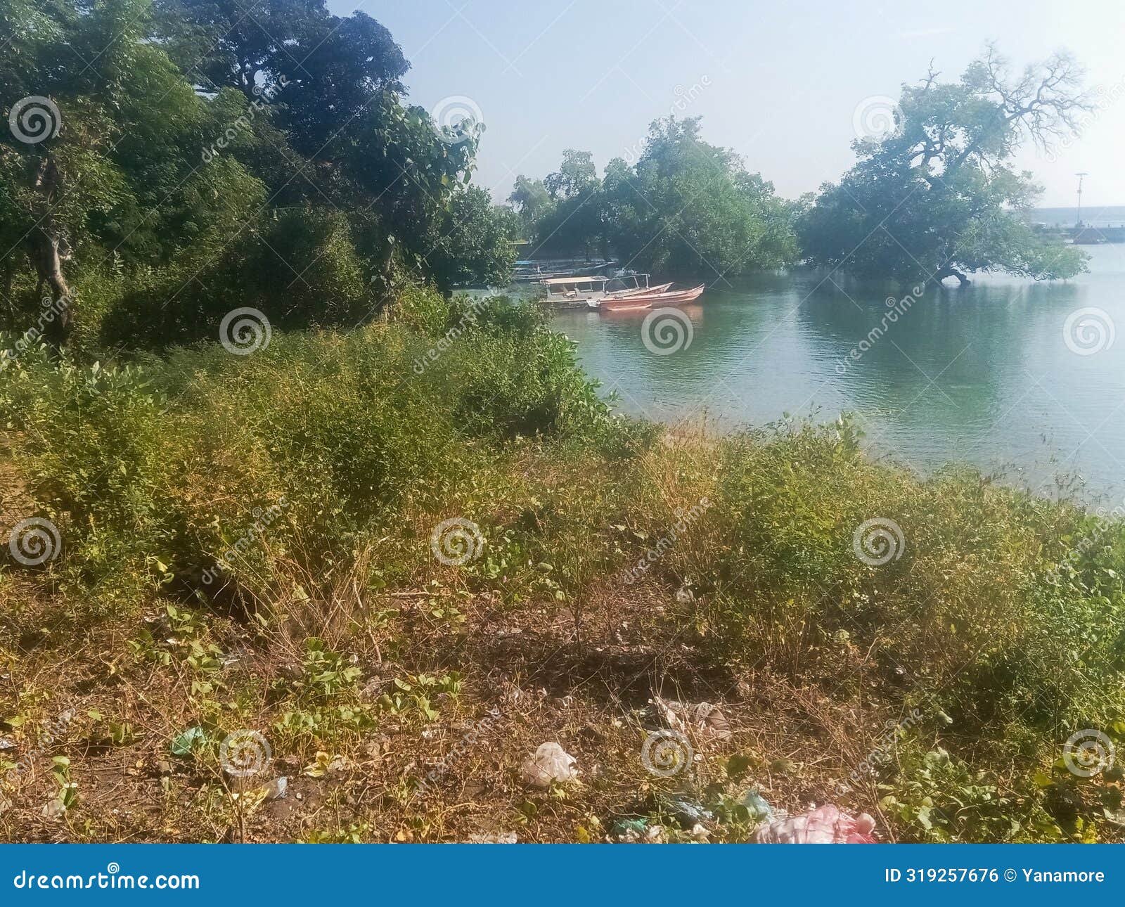 Bakau Trees a Good Place for Fish Stock Photo - Image of good, place ...