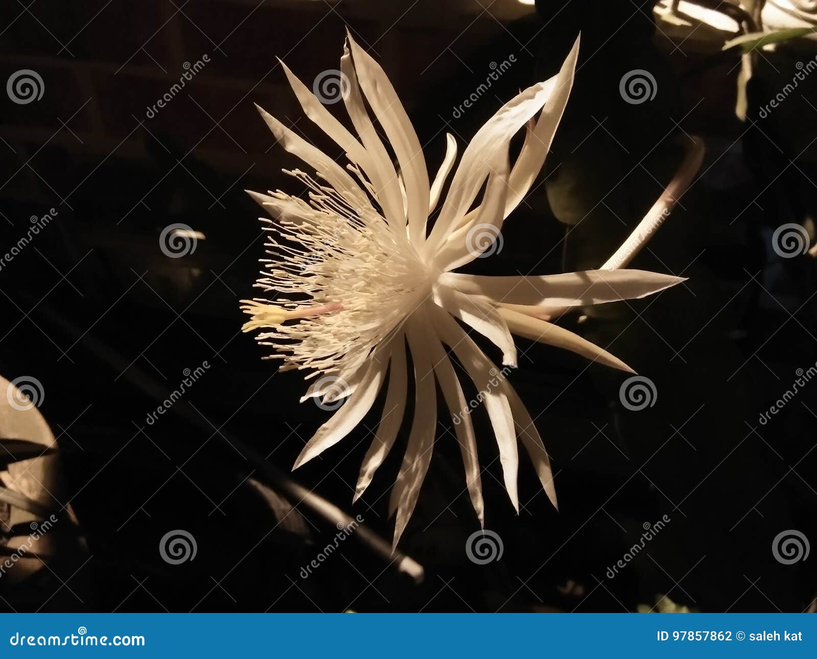 Bakawali stock photo. Image of unic, flower, midnight - 97857862