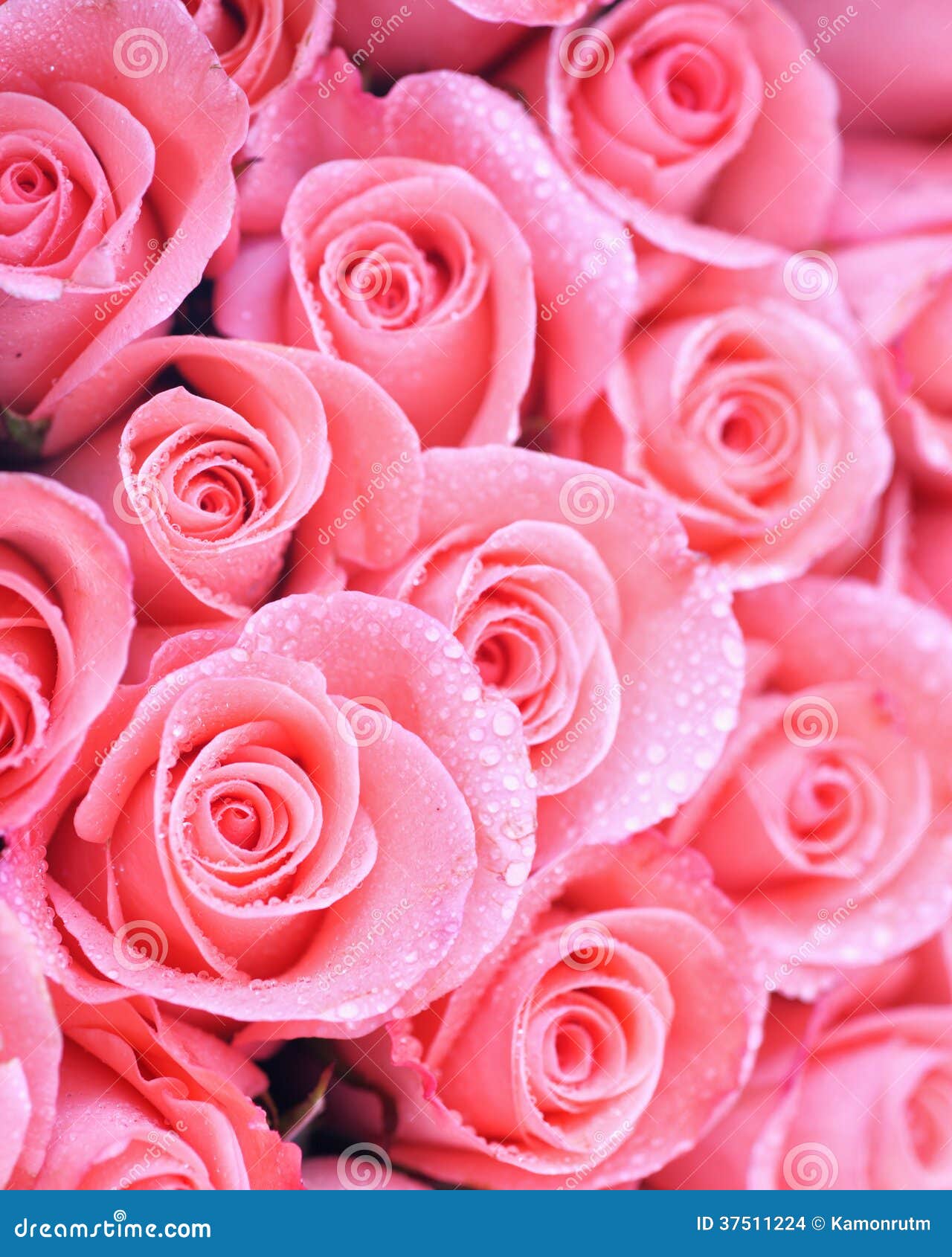 Bakgrundsbild Av Rosa Rosor Arkivfoto - Bild av bukett, kväva: 37511224