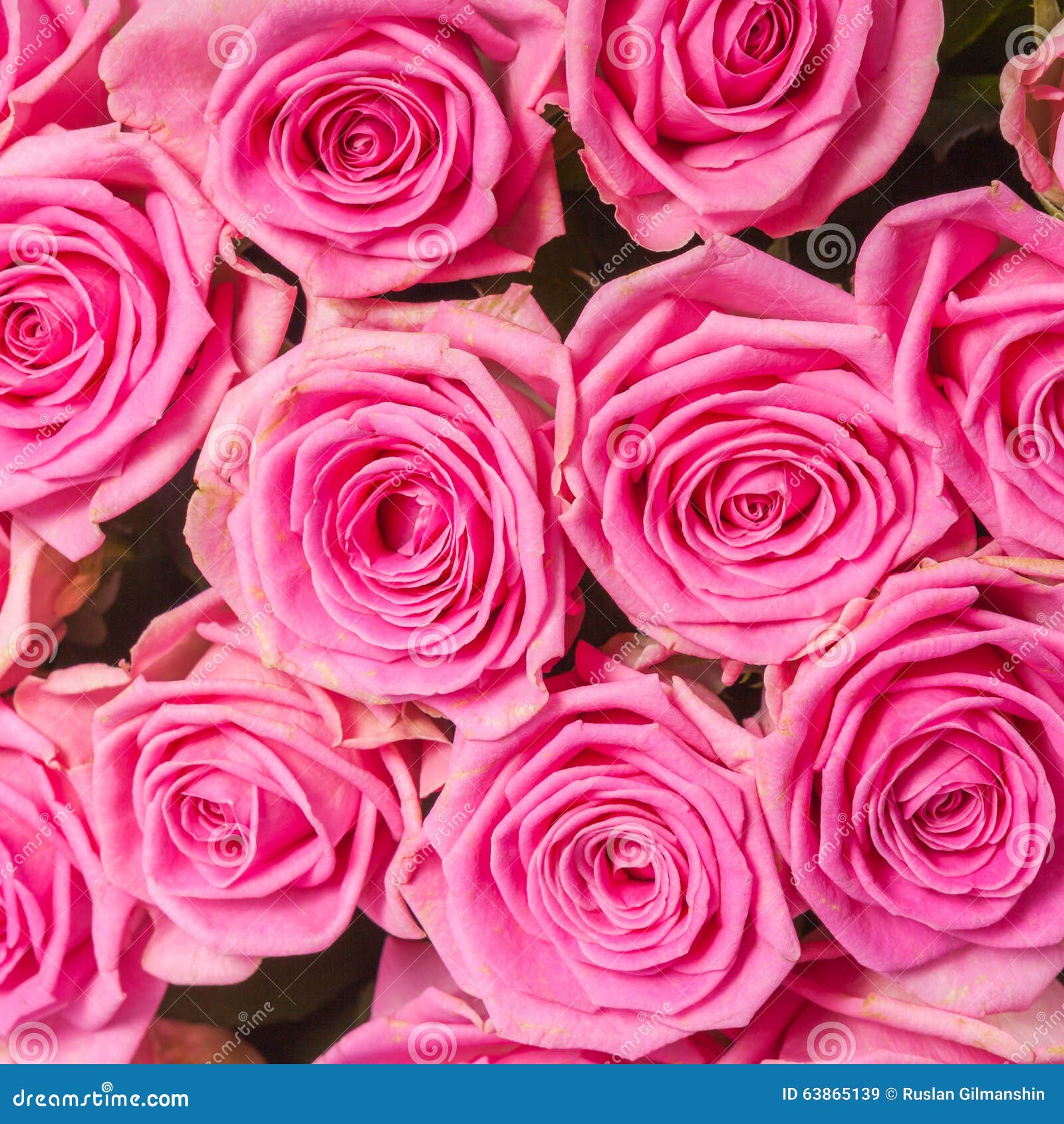 Rosor Bakgrundsbilder Bilder Walpapers