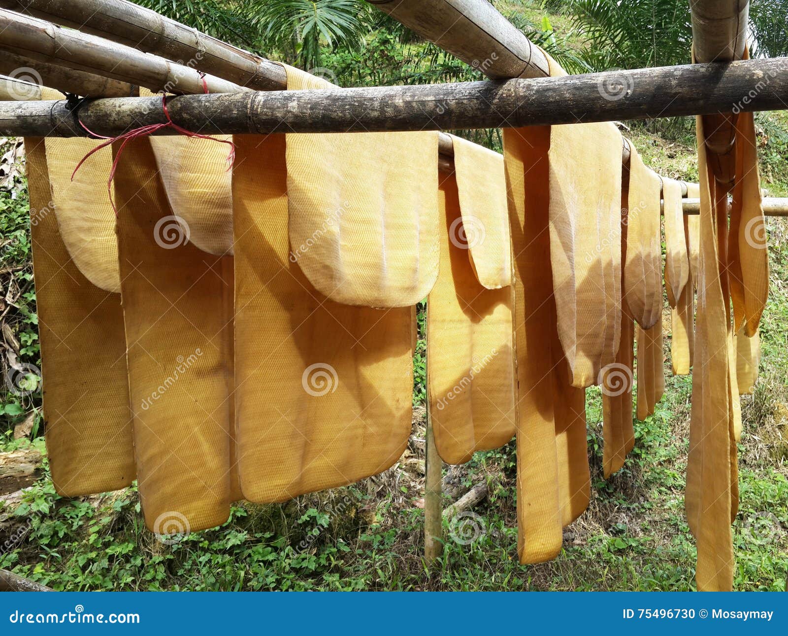 Baking Rubber Process with Solar Energy Stock Photo - Image of asia ...