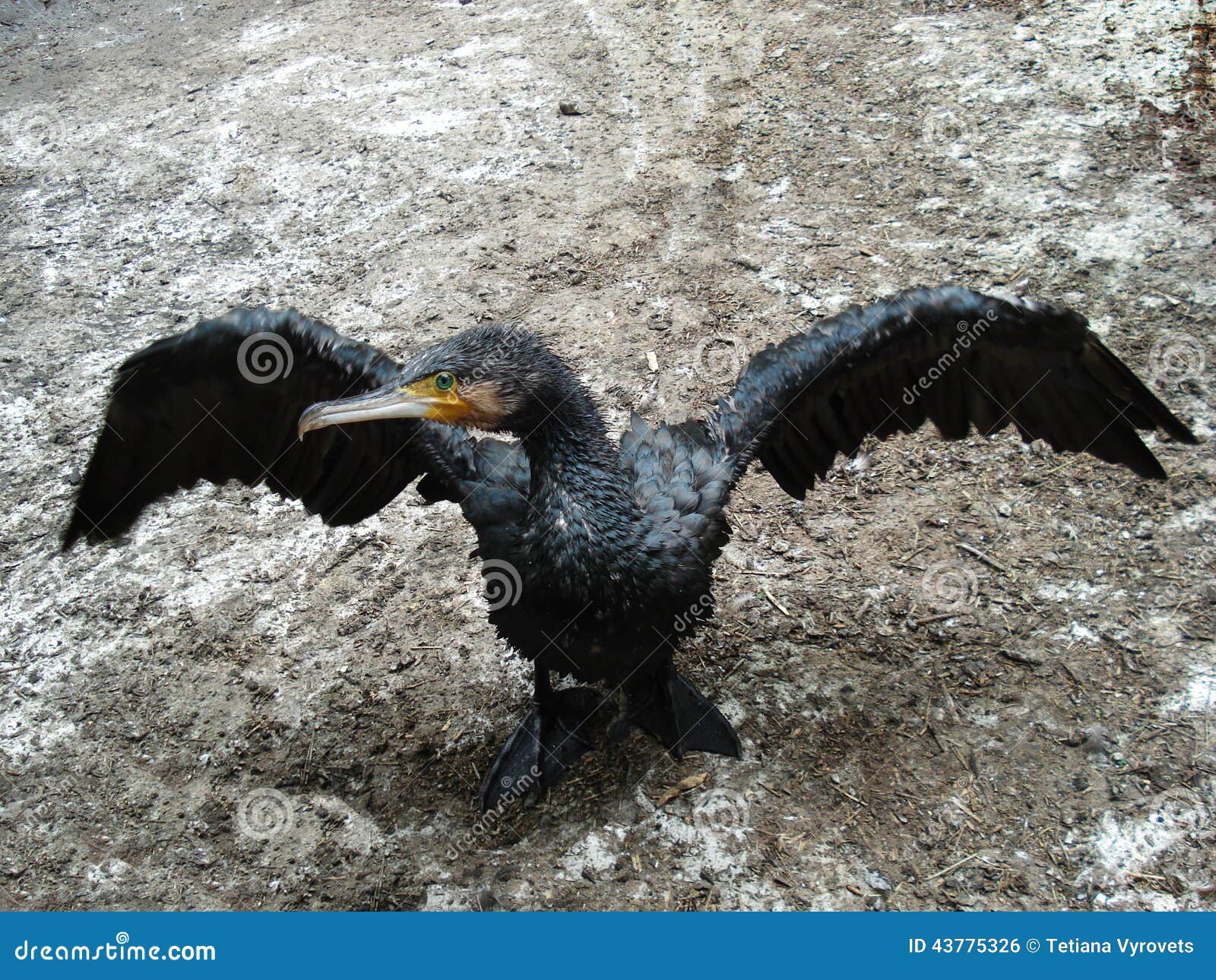 Baklan stock photo. Image of eyes, green, great, cormorant - 43775326