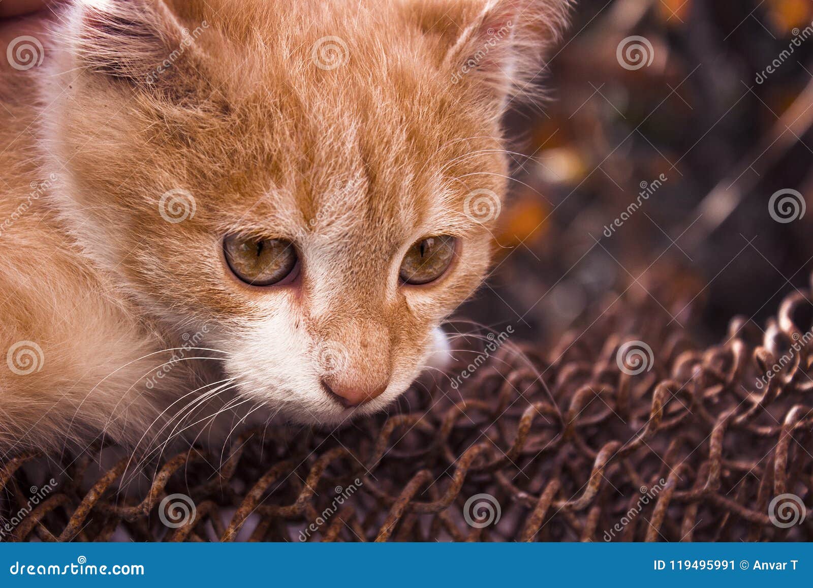 Baksik stock image. Image of tracks, baksik, prey, summer - 119495991
