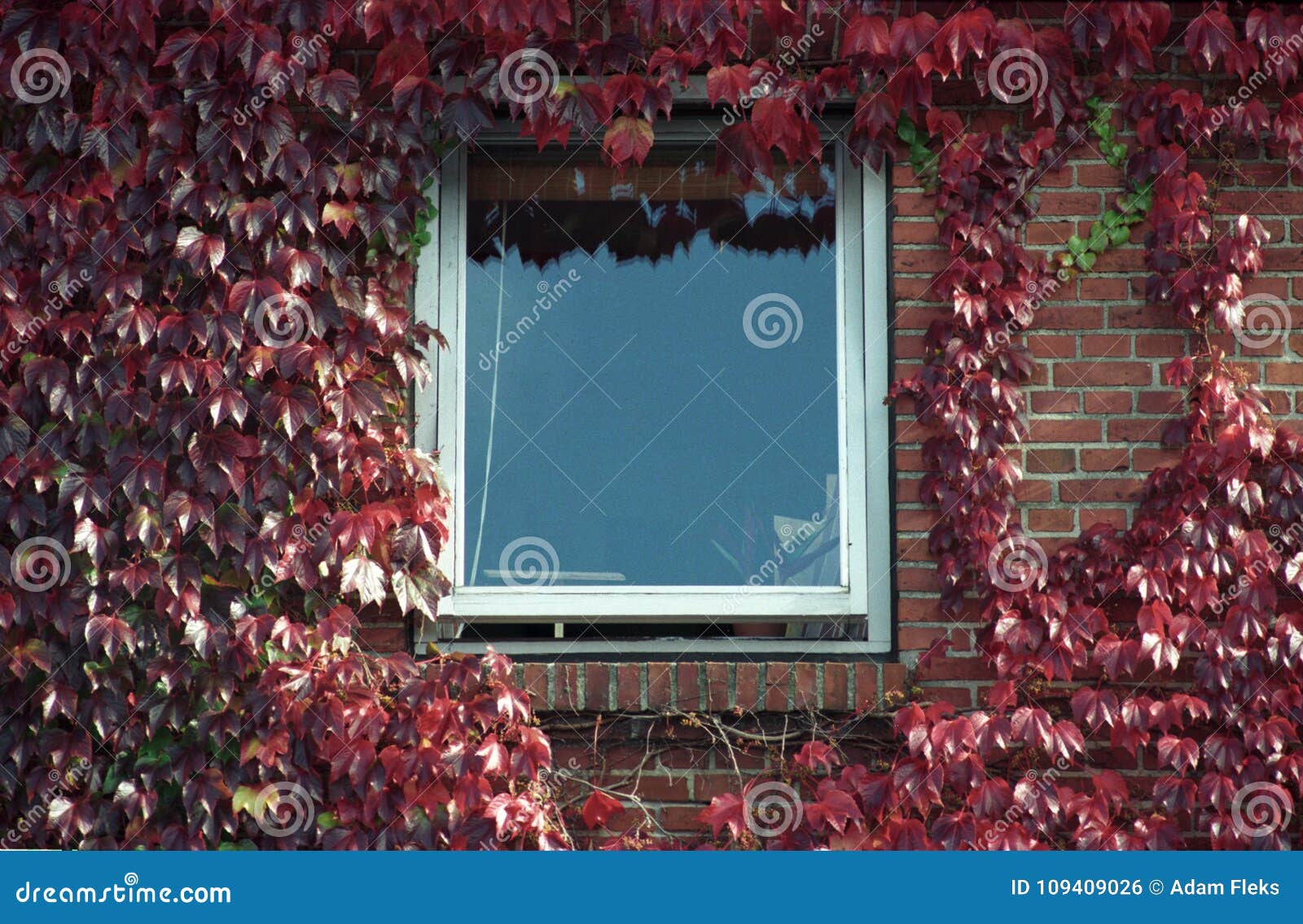 Baksteen Rode Muur Met Venster En Rode Bladeren Stock Foto - Image of ...