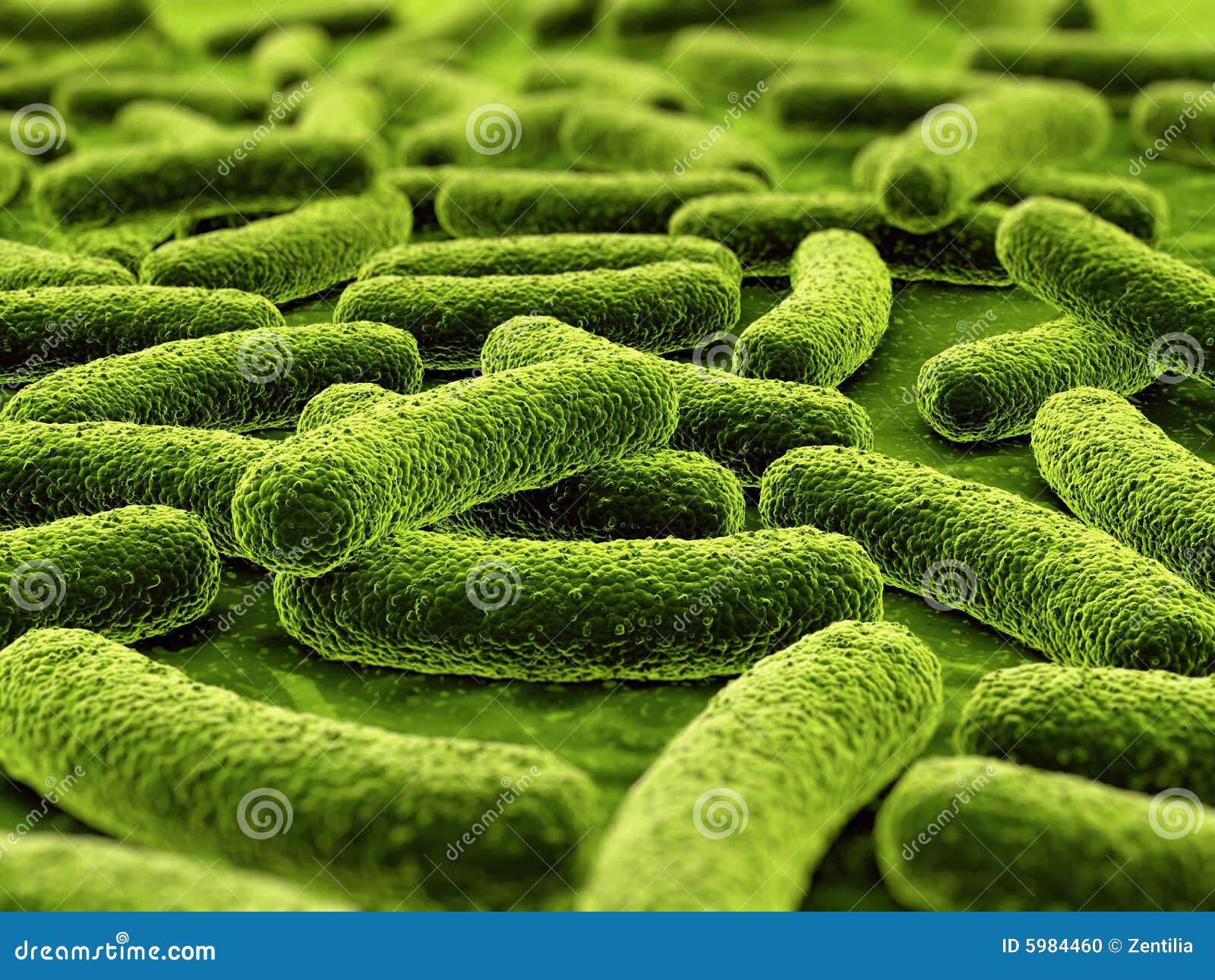 Bakterium Stockfoto - Bild: 5984460