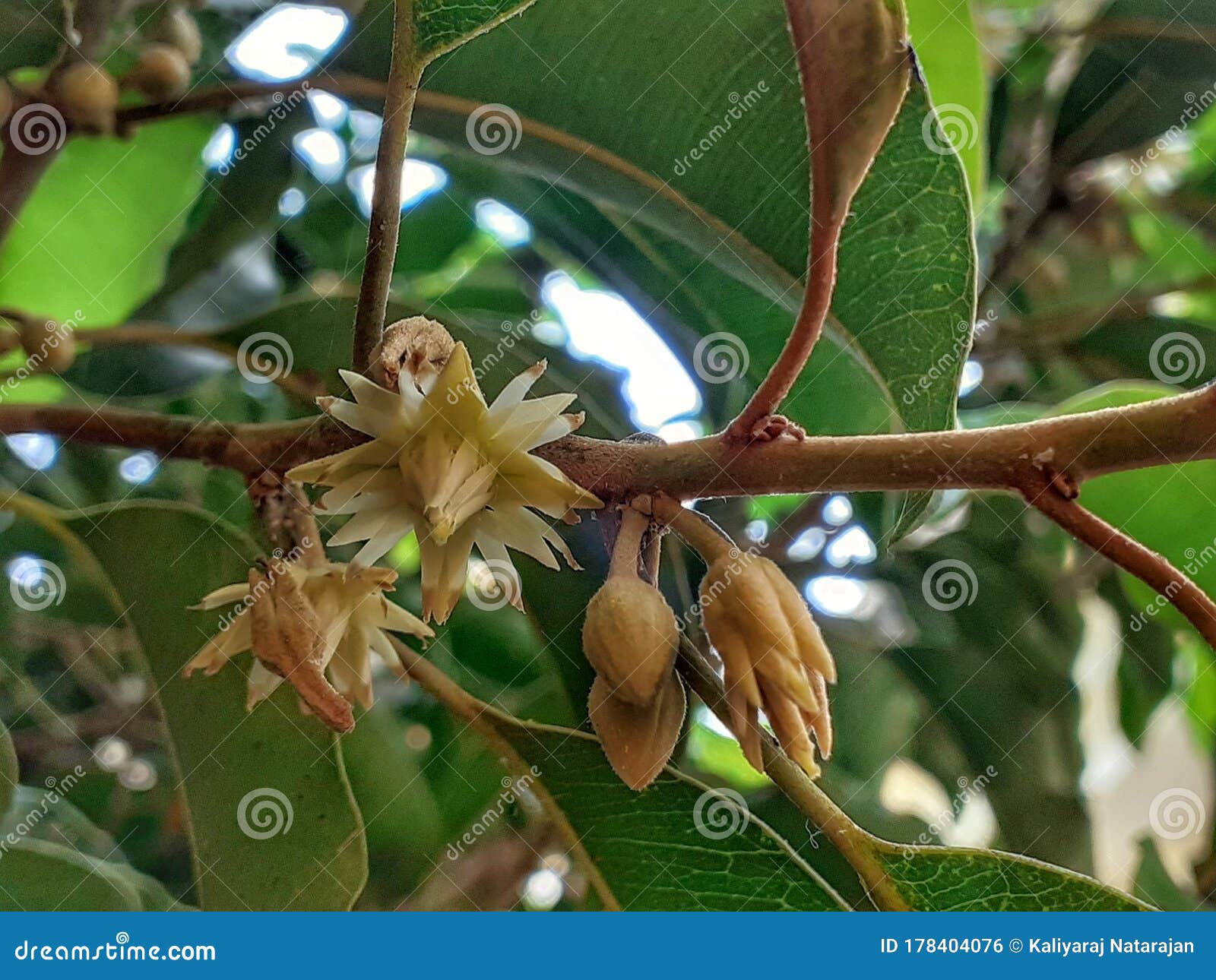 The Bakula Tree Flowers in this Photo . Stock Photo - Image of ...