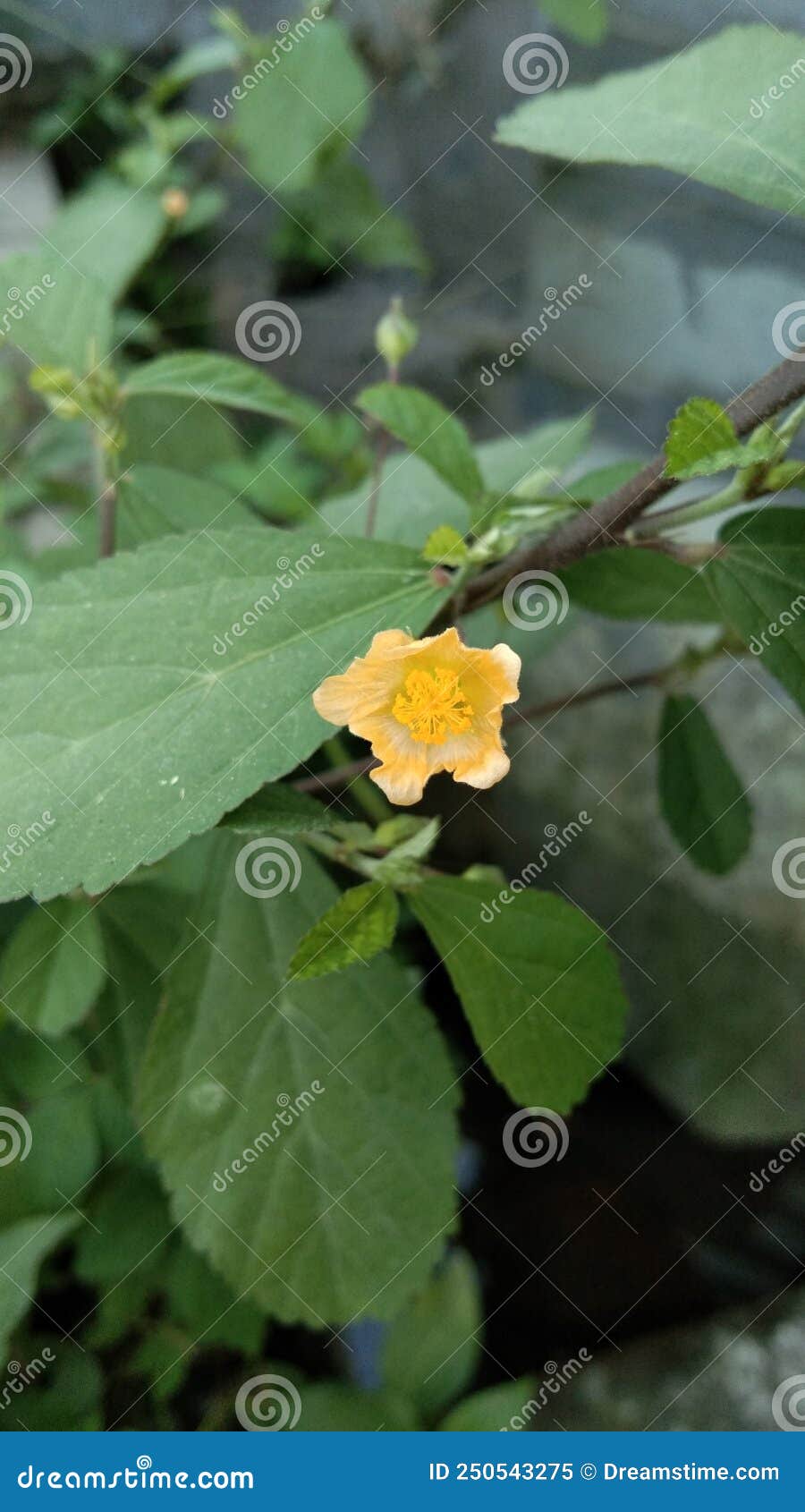 Bala Flower Stock Photos - Free & Royalty-Free Stock Photos from Dreamstime