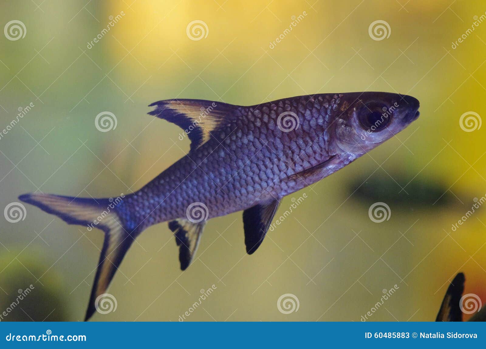Bala shark stock image. Image of balantiocheilos, barbel - 60485883