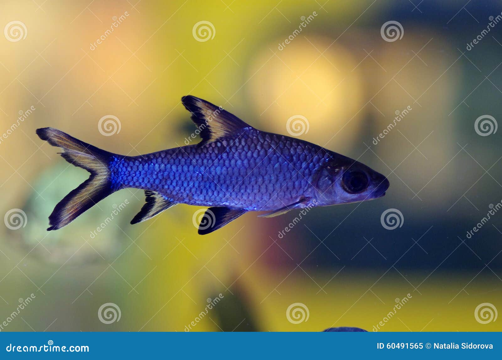 Bala shark stock image. Image of albino, minnow, pets - 60491565