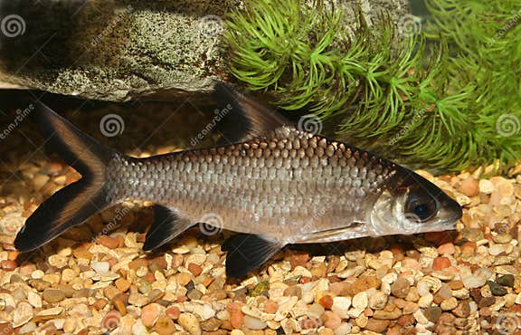 Bala shark fish. stock image. Image of fishtank, shark - 6346239
