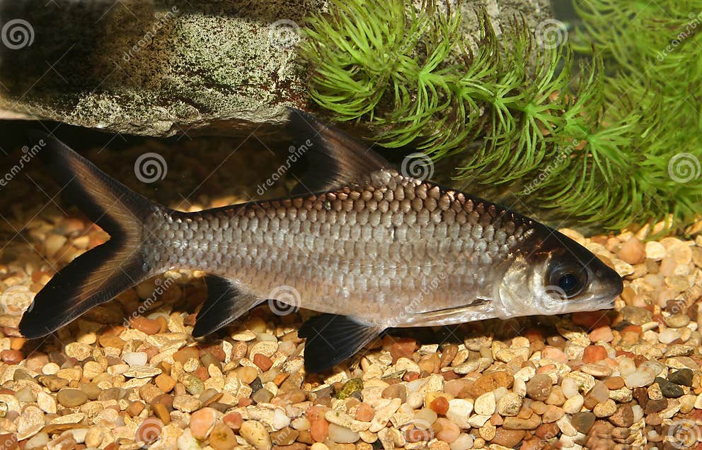 Bala shark fish. stock image. Image of fishtank, shark - 6346239