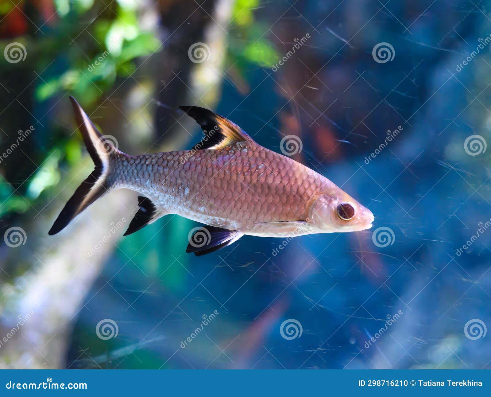 Bala Shark or Silver Shark in Aquarium in Thailand Stock Photo - Image ...
