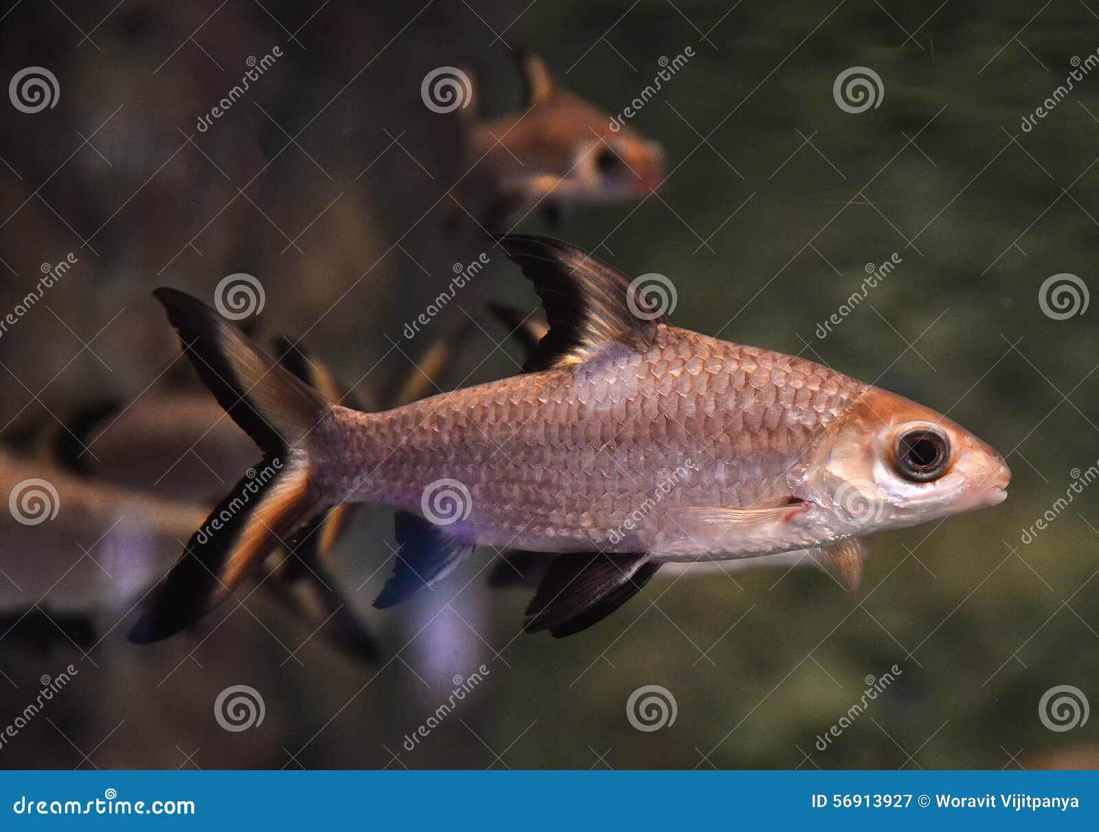 Silver Shark In Aquarium