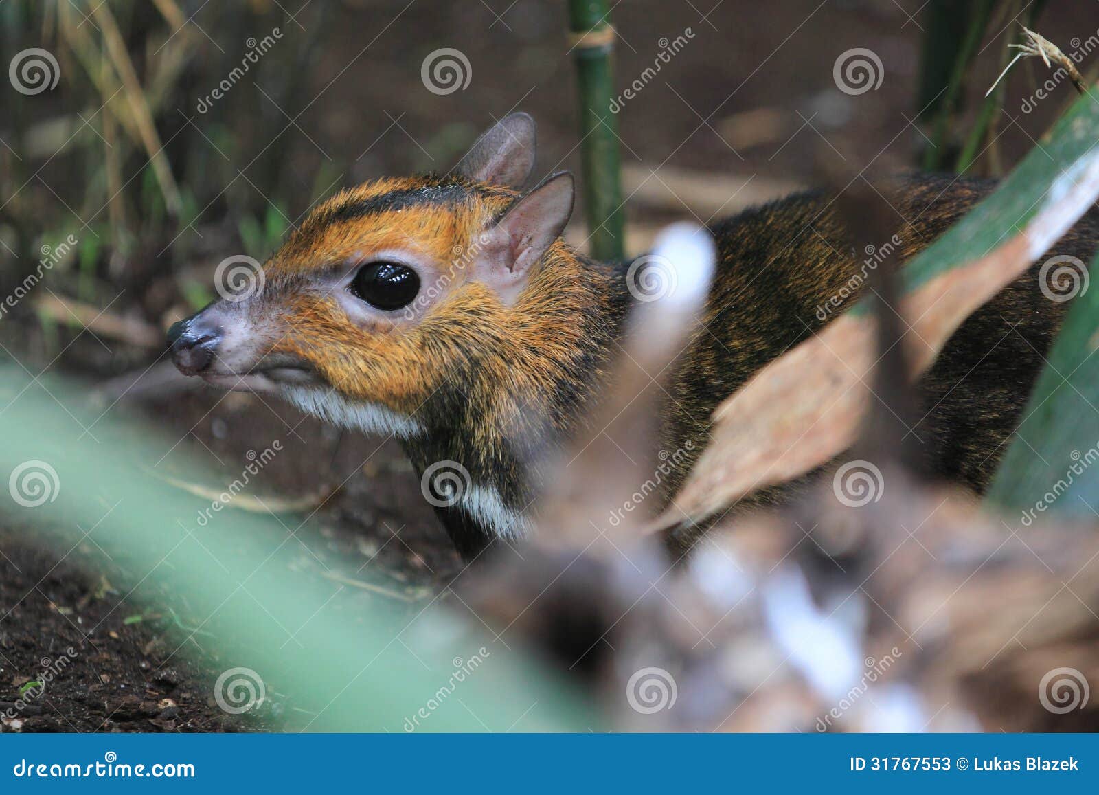 Philippine Mouse Deer