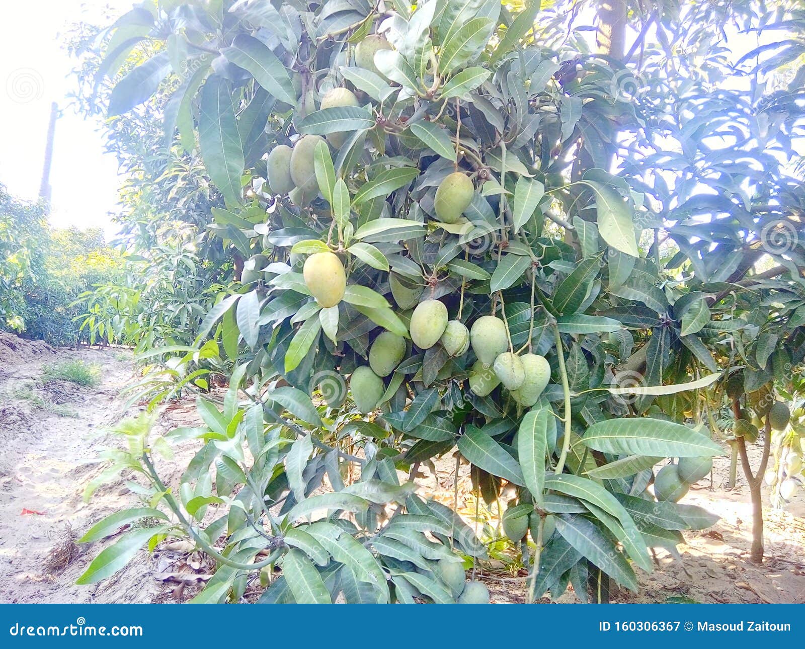 Baladi Mango Tree at Harvest Stock Image - Image of food, ripen: 160306367