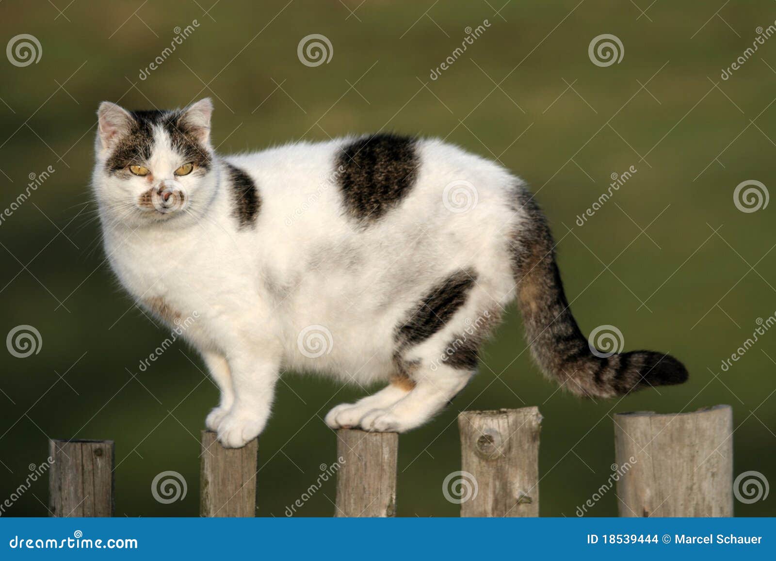 Balance stock photo. Image of tail, green, animal, balancing - 18539444