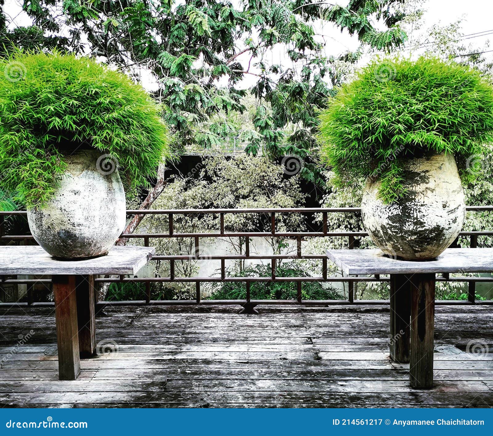 Balance Green Plants stock image. Image of plants, ruins - 214561217