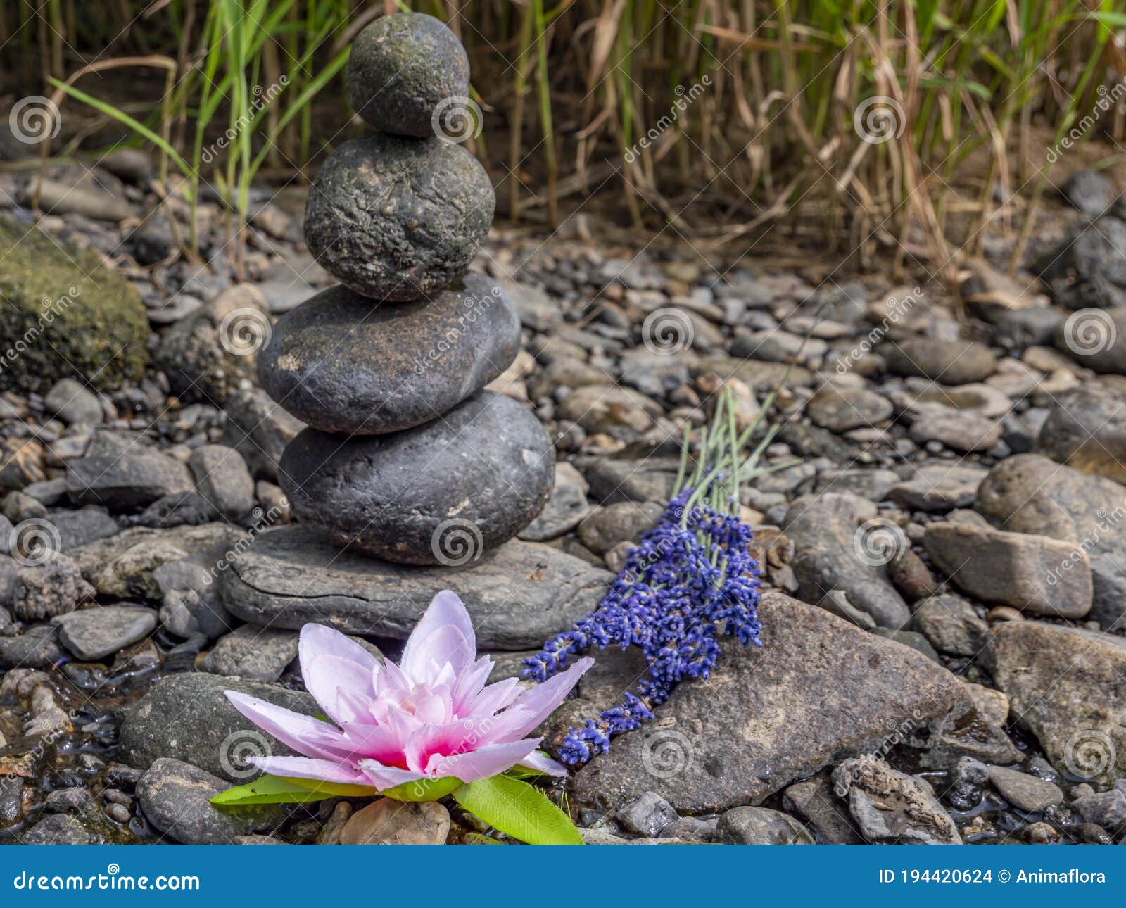 Balance of Stones with Lotus Flower Stock Photo - Image of calm ...