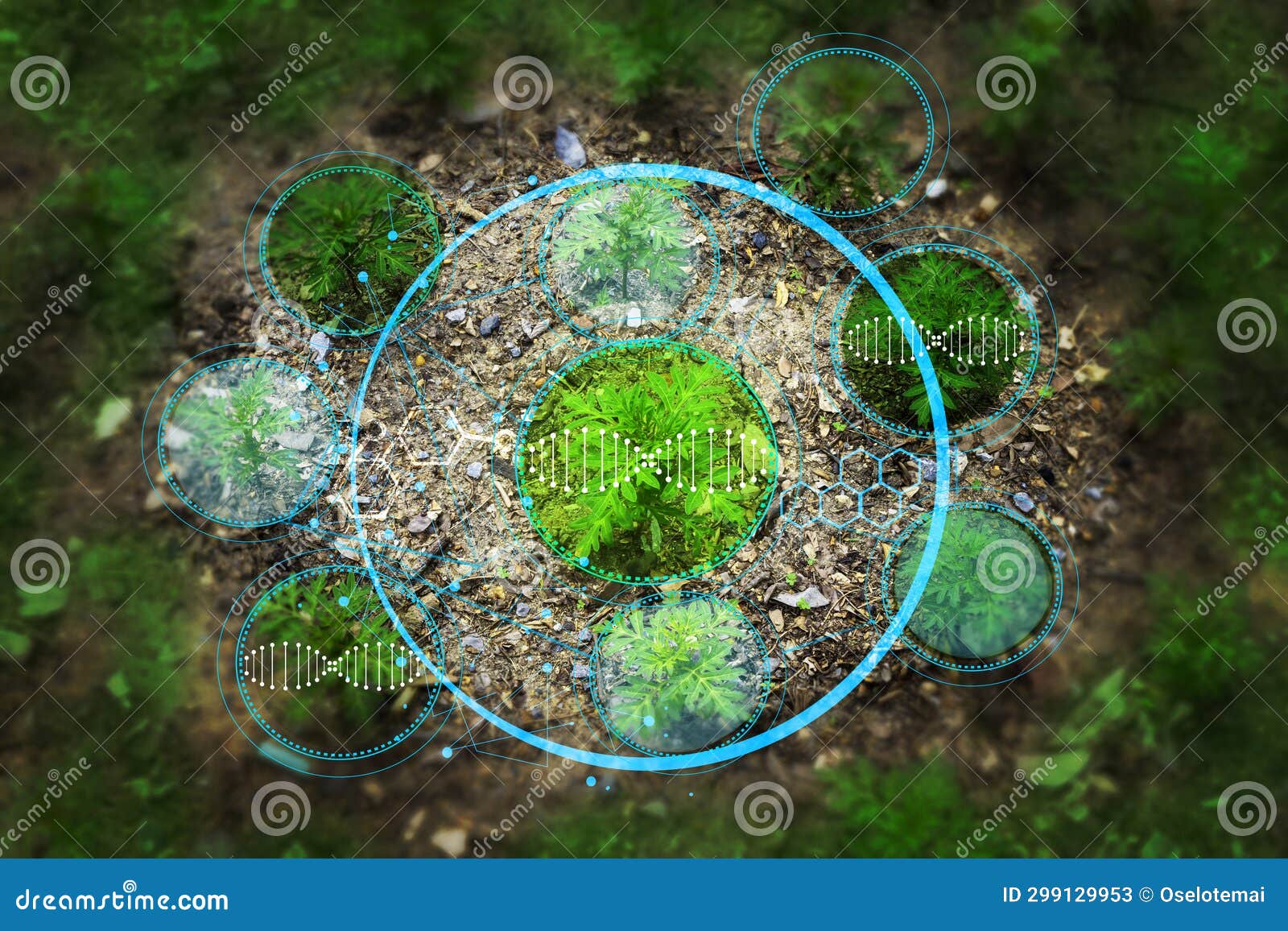 Balanced Use of Biomass,Using Biomass and Chemistry To Conserve Nature ...