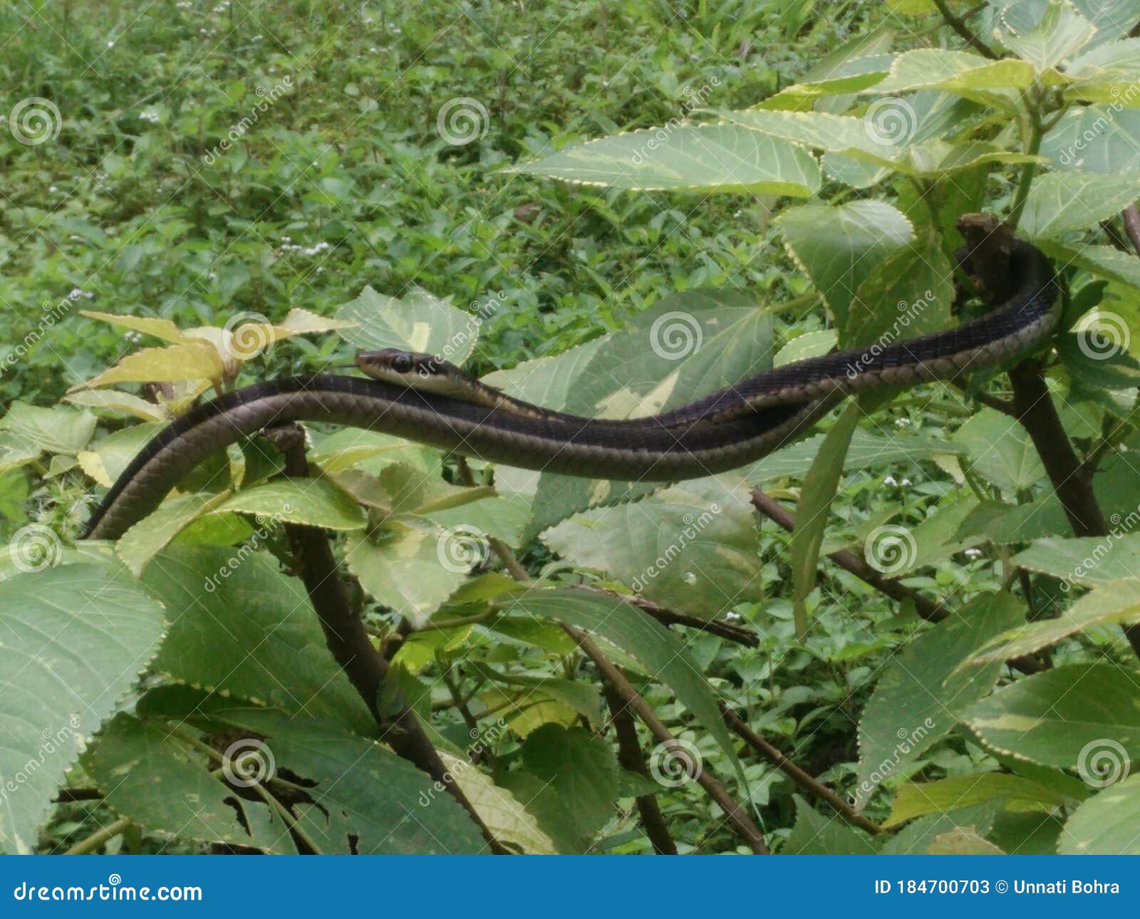 The Balancing Act of a Calm Serpent. Stock Image - Image of calm, snake ...