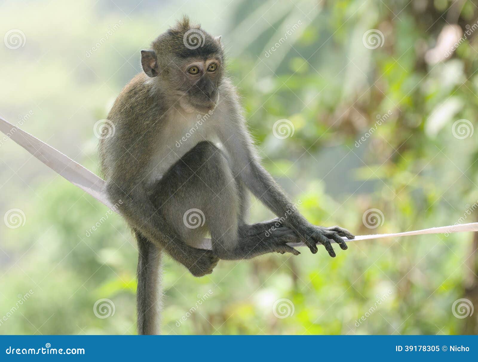 Balancing act. stock image. Image of jungle, borneo, macaque - 39178305