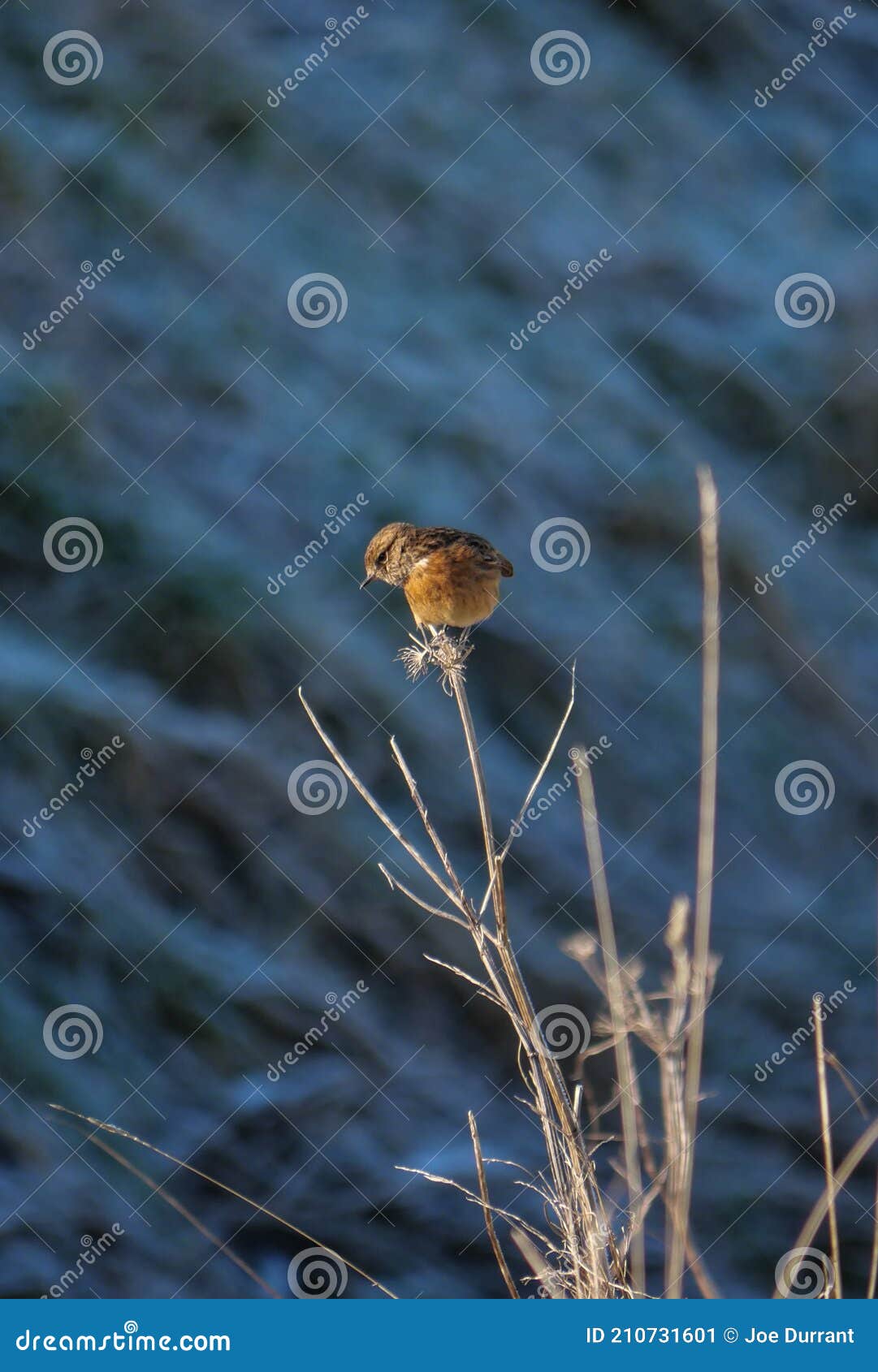 Balancing Bird in the Morning Sun Stock Image - Image of balancing ...