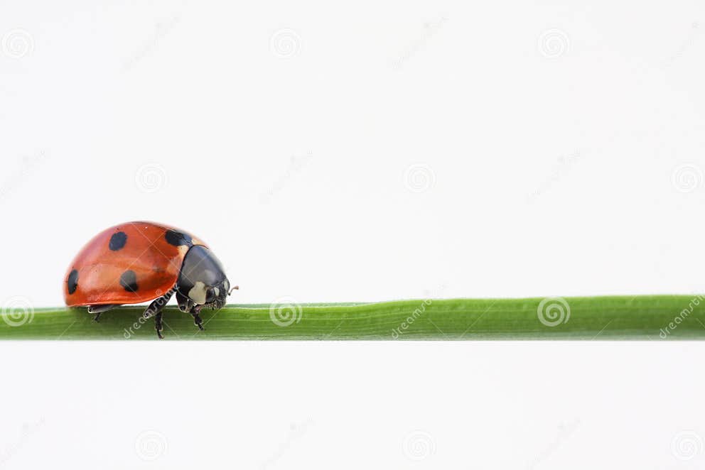 Balancing bug stock image. Image of blade, animal, beautiful - 4694893