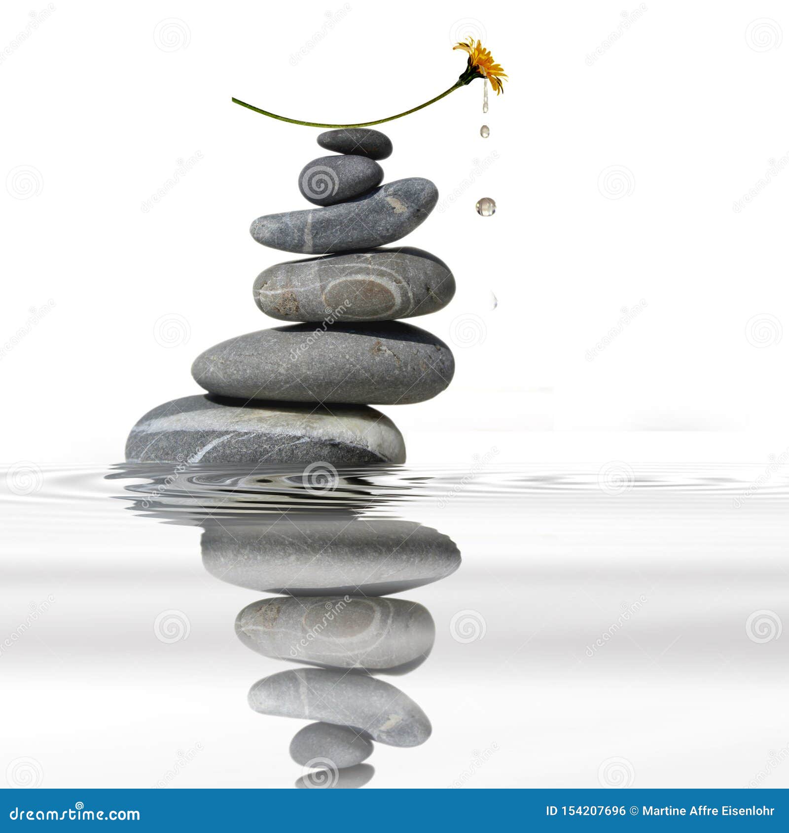 Balancing Pebbles and Daisy on White Background Stock Photo - Image of ...