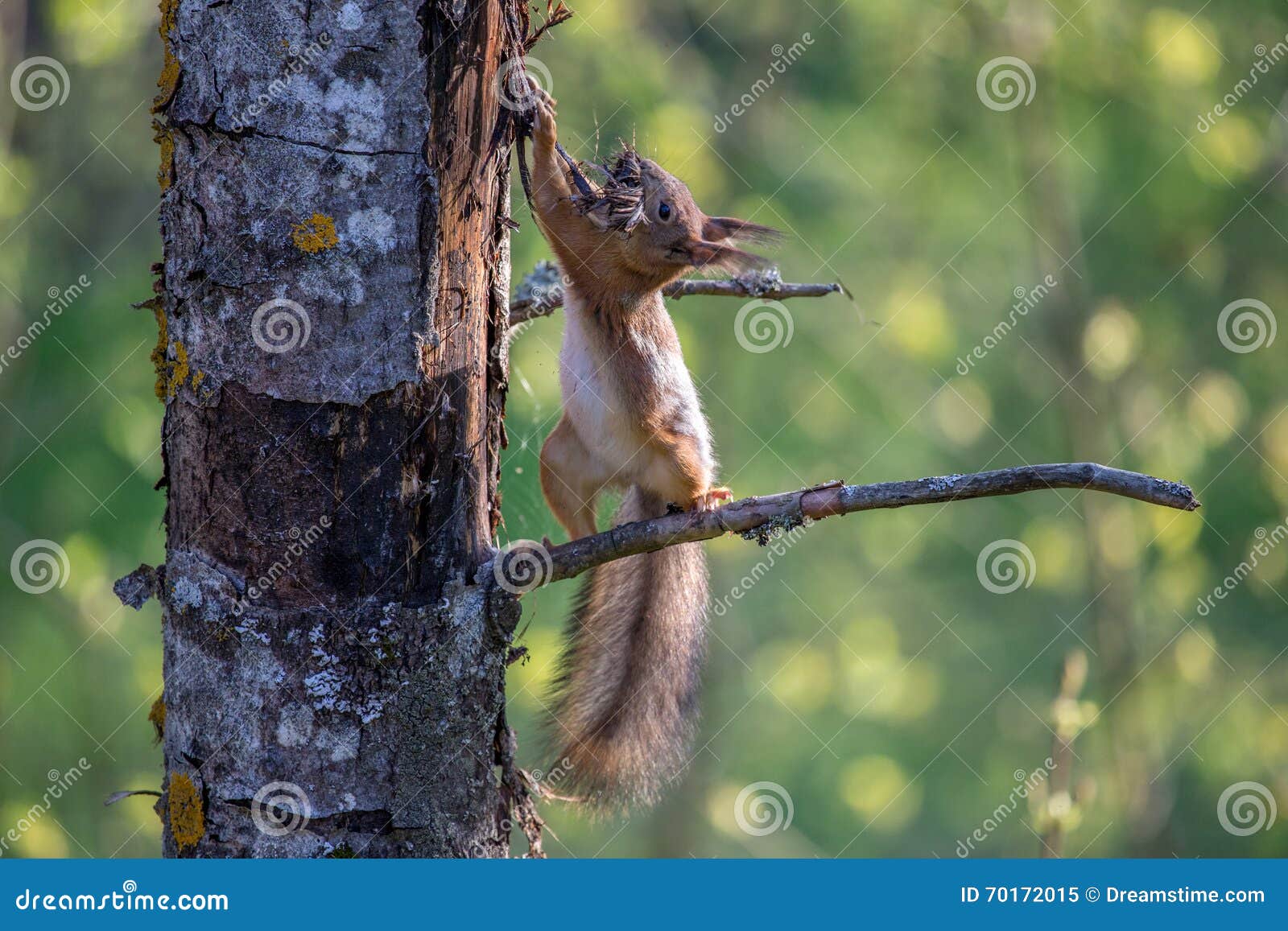 Balancing stock image. Image of stashing, squirrel, pulling - 70172015