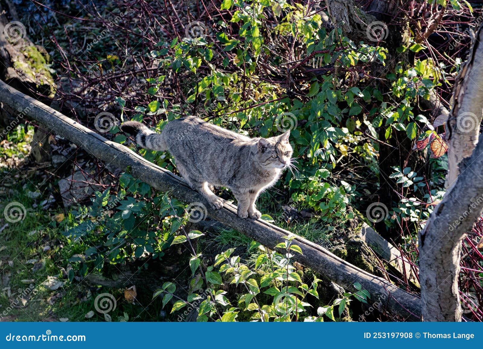 A Balancing Wild Cat on a Tree at a Forrest Stock Photo - Image of ...