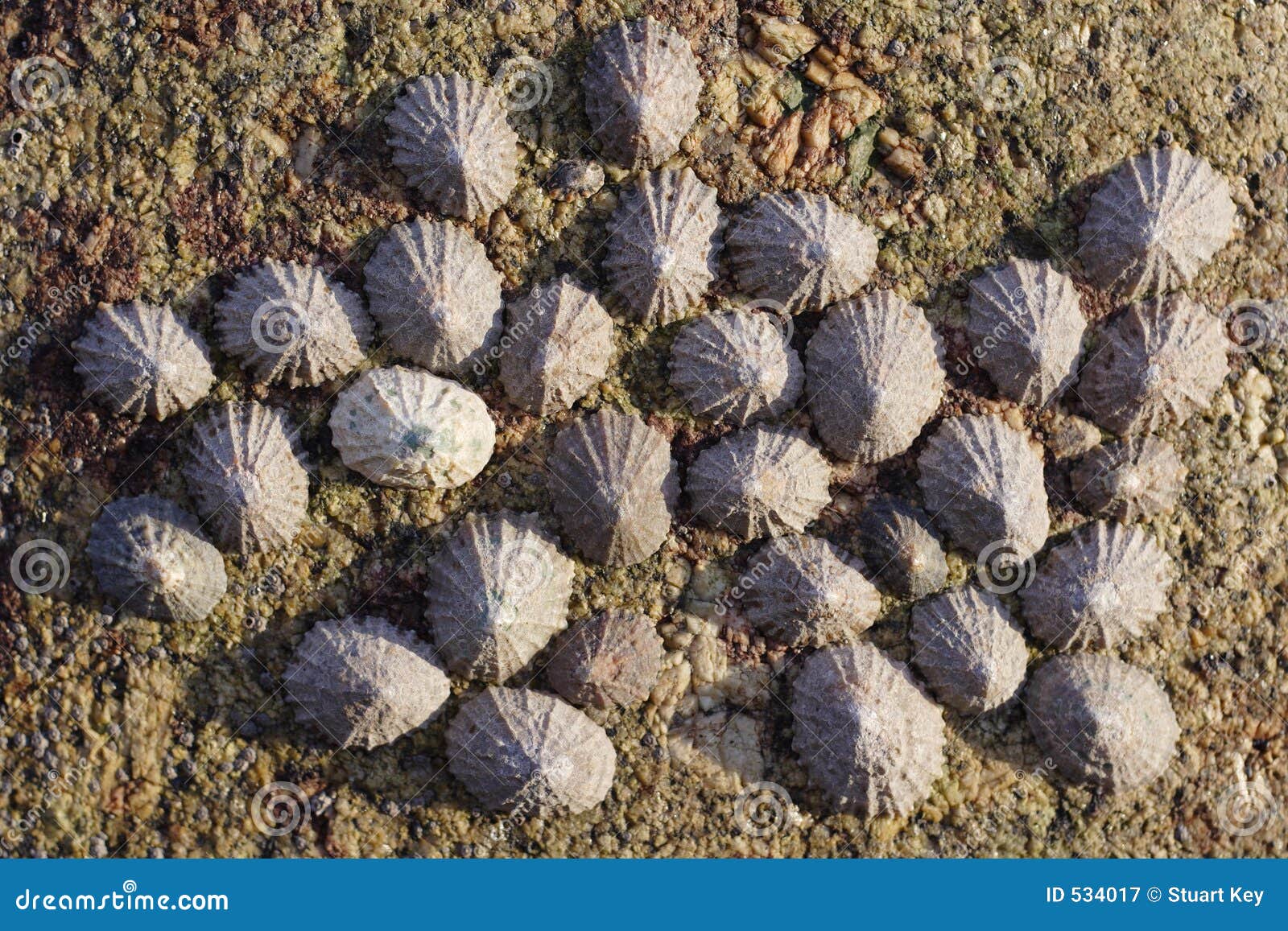 Balani immagine stock. Immagine di cardio, cardi, verricello - 534017