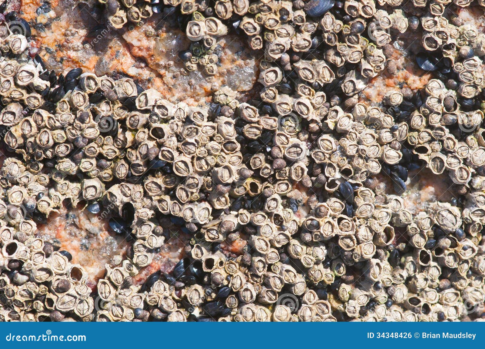 Balani atlantici fotografia stock. Immagine di tenace - 34348426