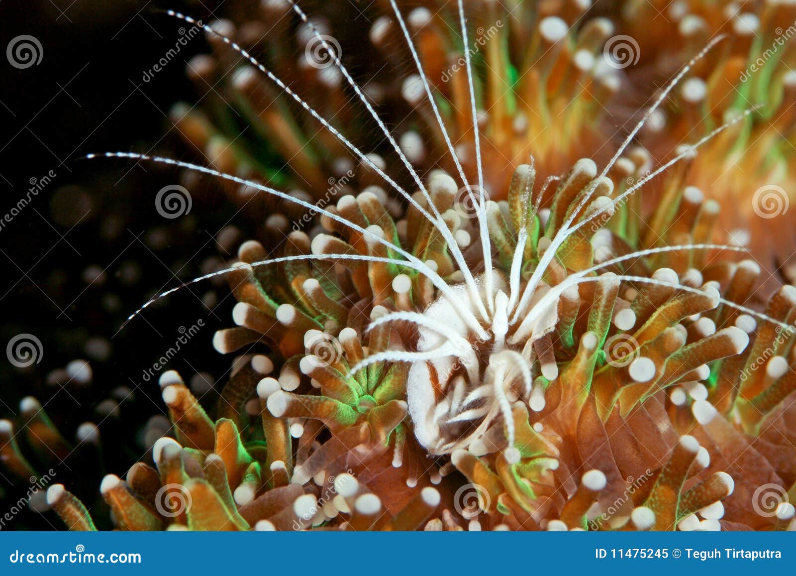 Balani comuni immagine stock. Immagine di indonesia, natura - 11475245