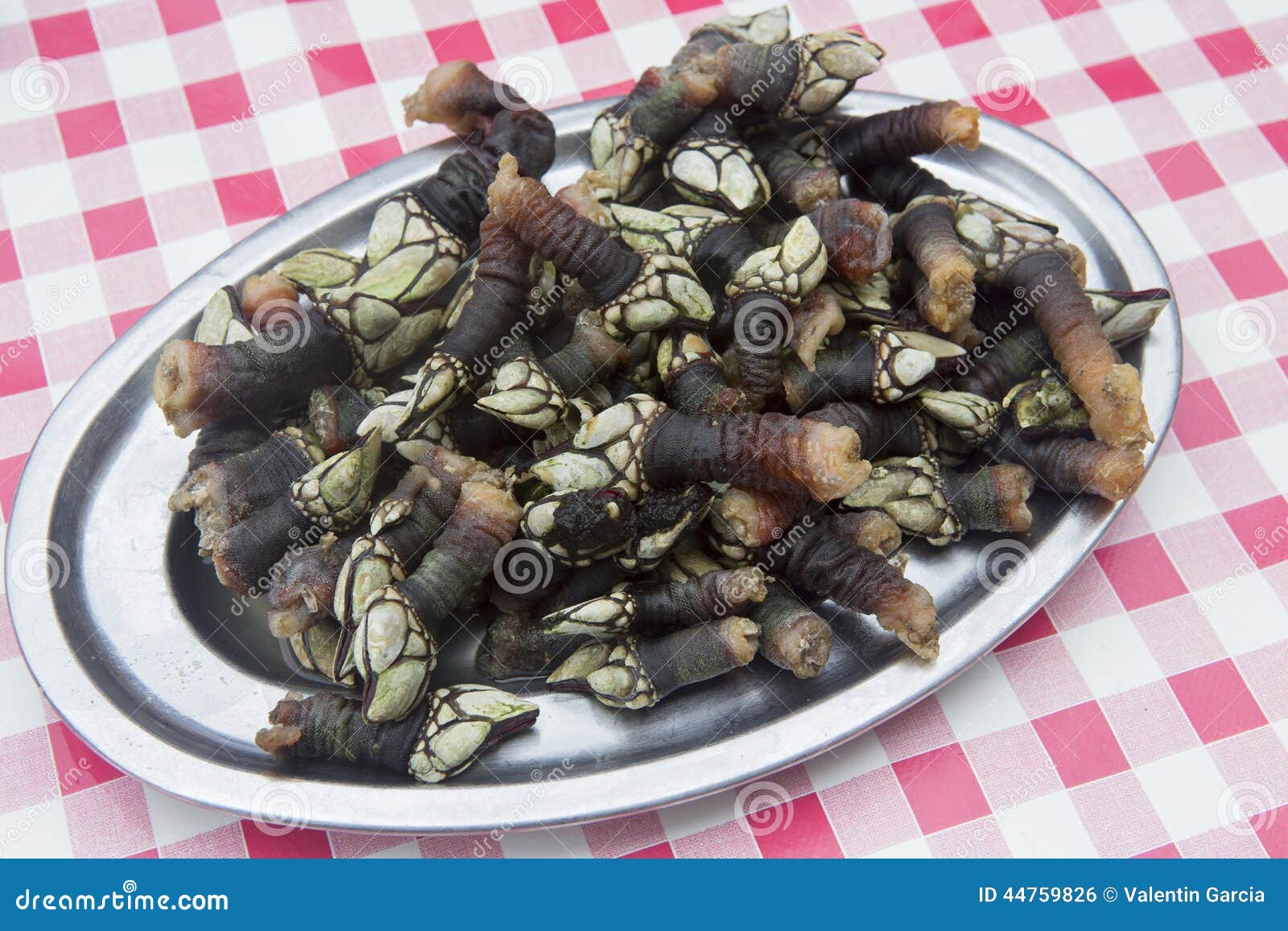 Balani del collo d'oca fotografia stock. Immagine di crostaceo - 44759826