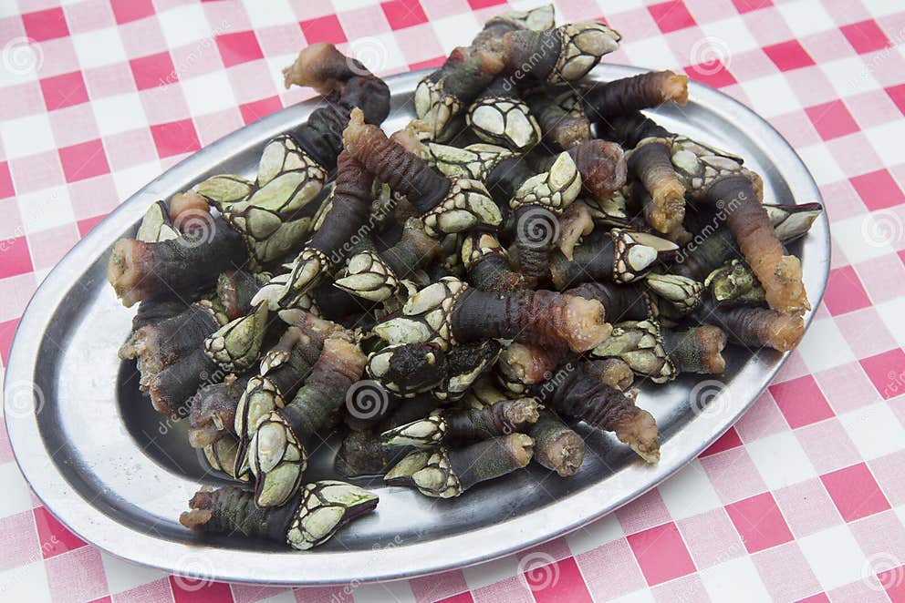 Balani del collo d'oca fotografia stock. Immagine di crostaceo - 44759826