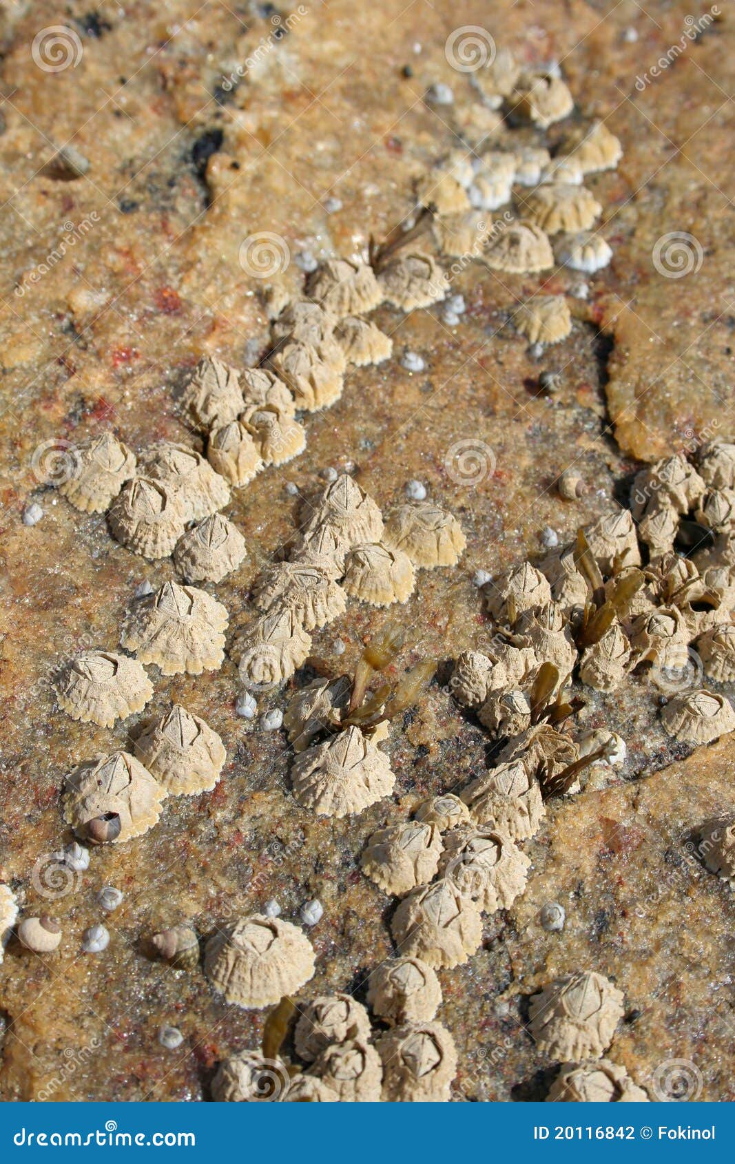 Balani Di Ghianda Comuni (balanoides Di Semibalanus) Fotografia Stock ...